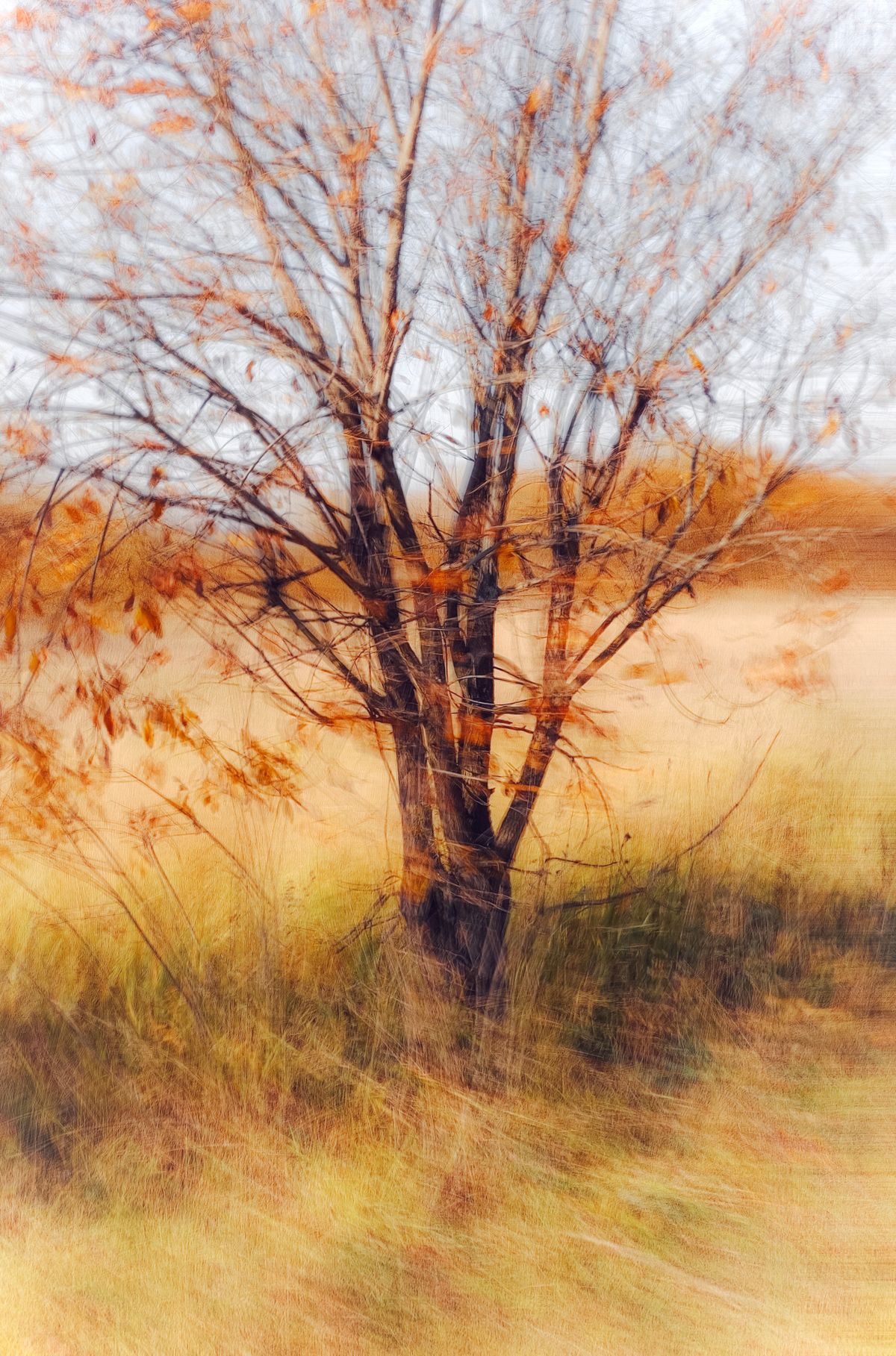 Tree Graphics Photos, Download The BEST Free Tree Graphics Stock Photos ...