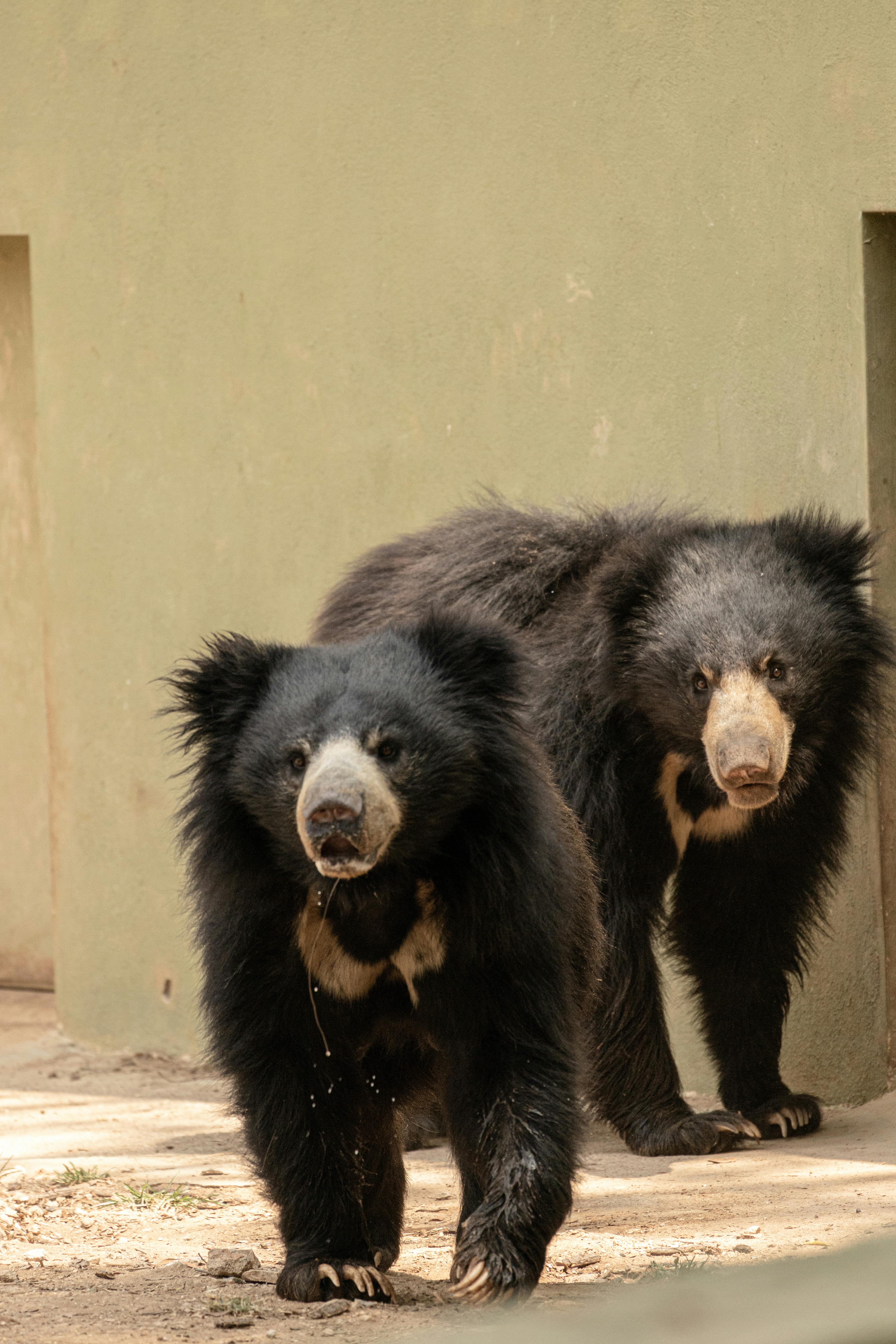 Pair of Sloth Bears in Captivity · Free Stock Photo