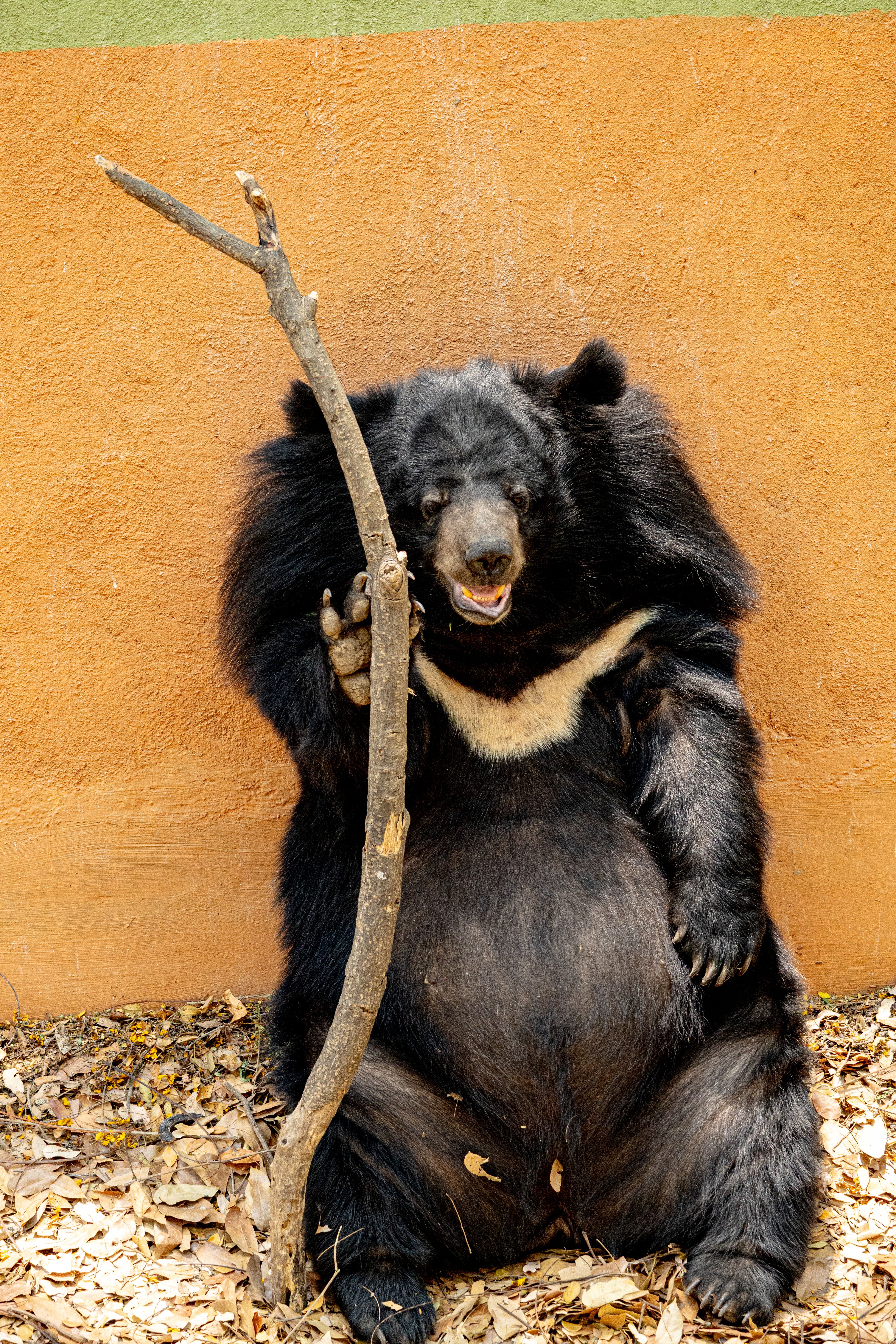 Gros Plan D'un Ours Noir D'asie Au Repos · Photo gratuite