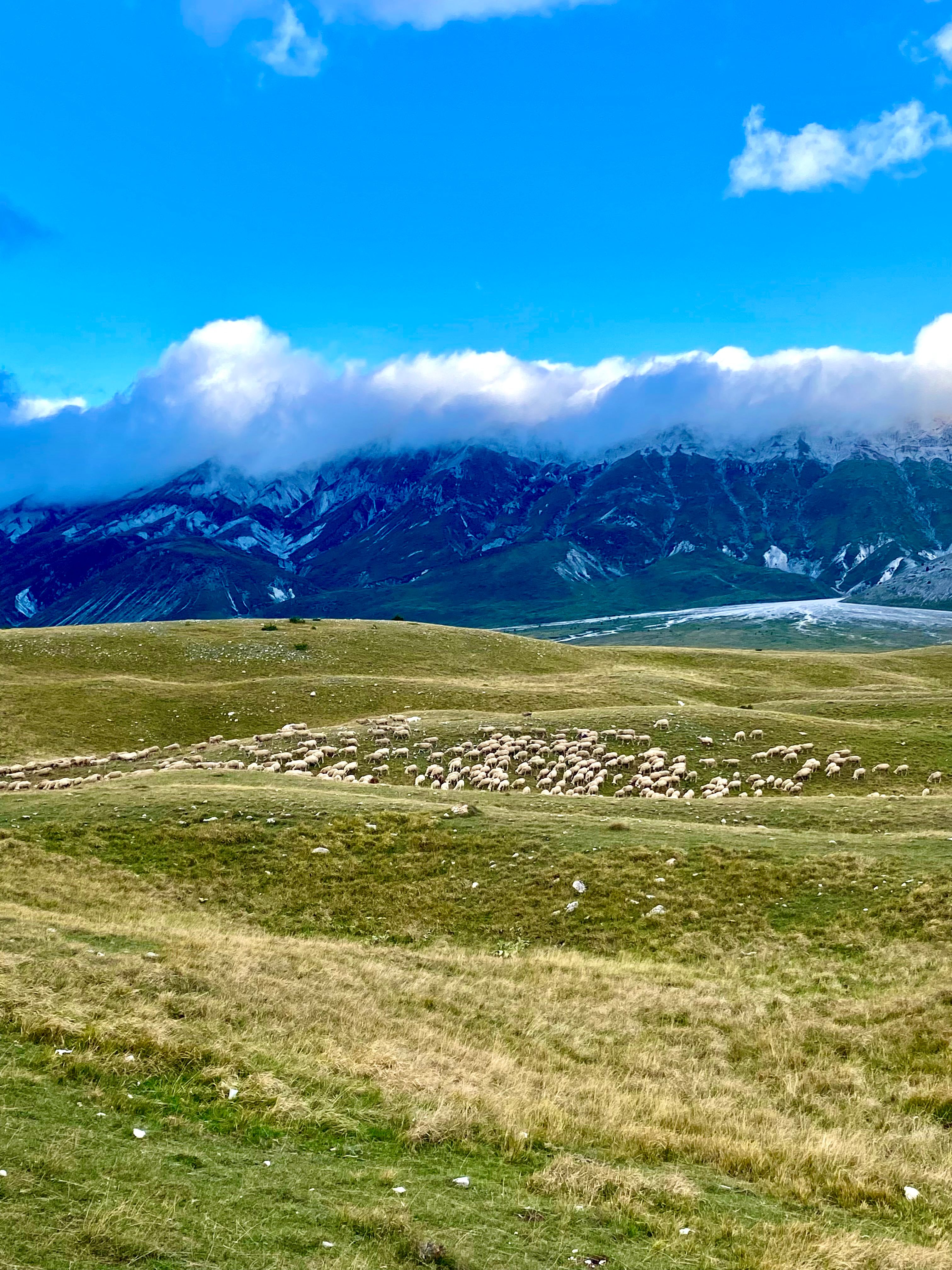 Idyllic Mountain Pasture with Flock of Grazing Sheep · Free Stock Photo