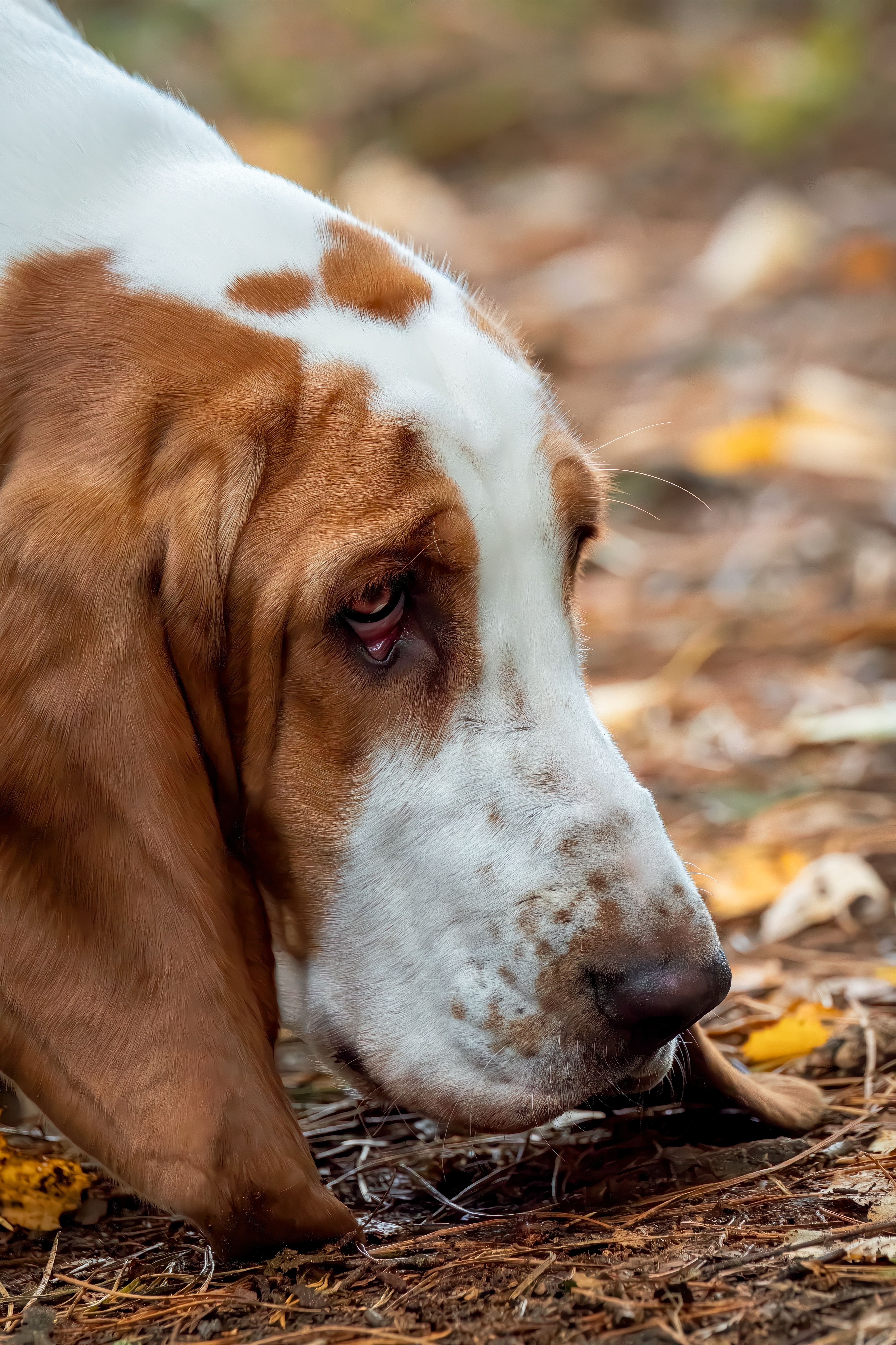 Close-Up of Basset Hound Sniffing Autumn Leaves · Free Stock Photo