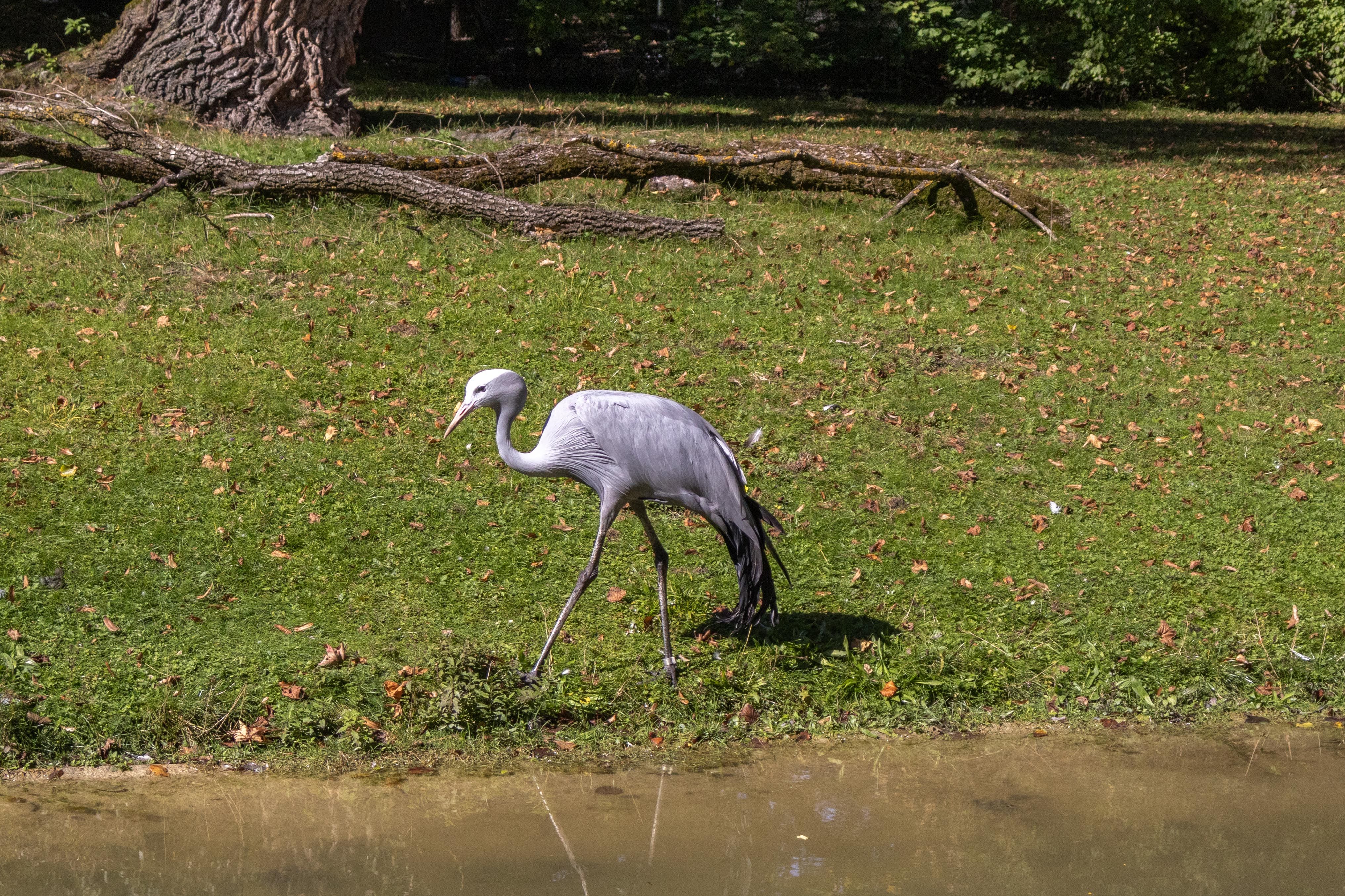 Graceful Crane by a Tranquil Pond · Free Stock Photo