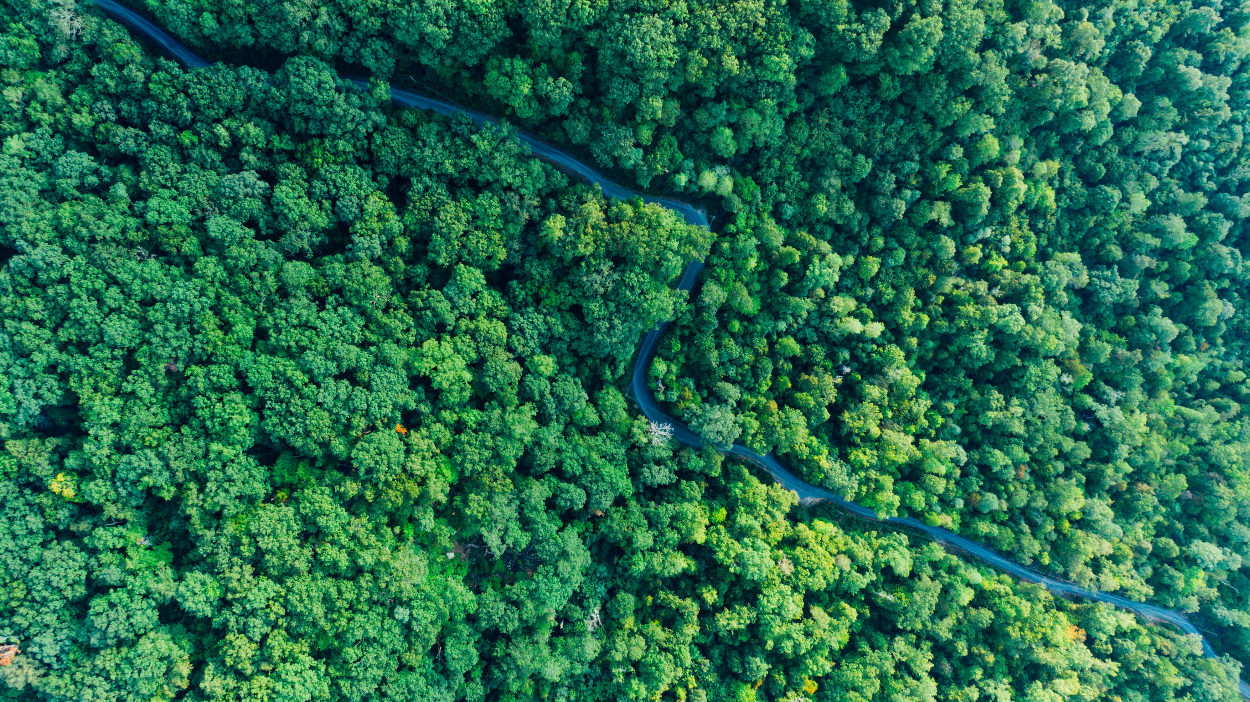 Aerial Photo of Forest · Free Stock Photo Aerial Photo of Forest · Free Stock Photo