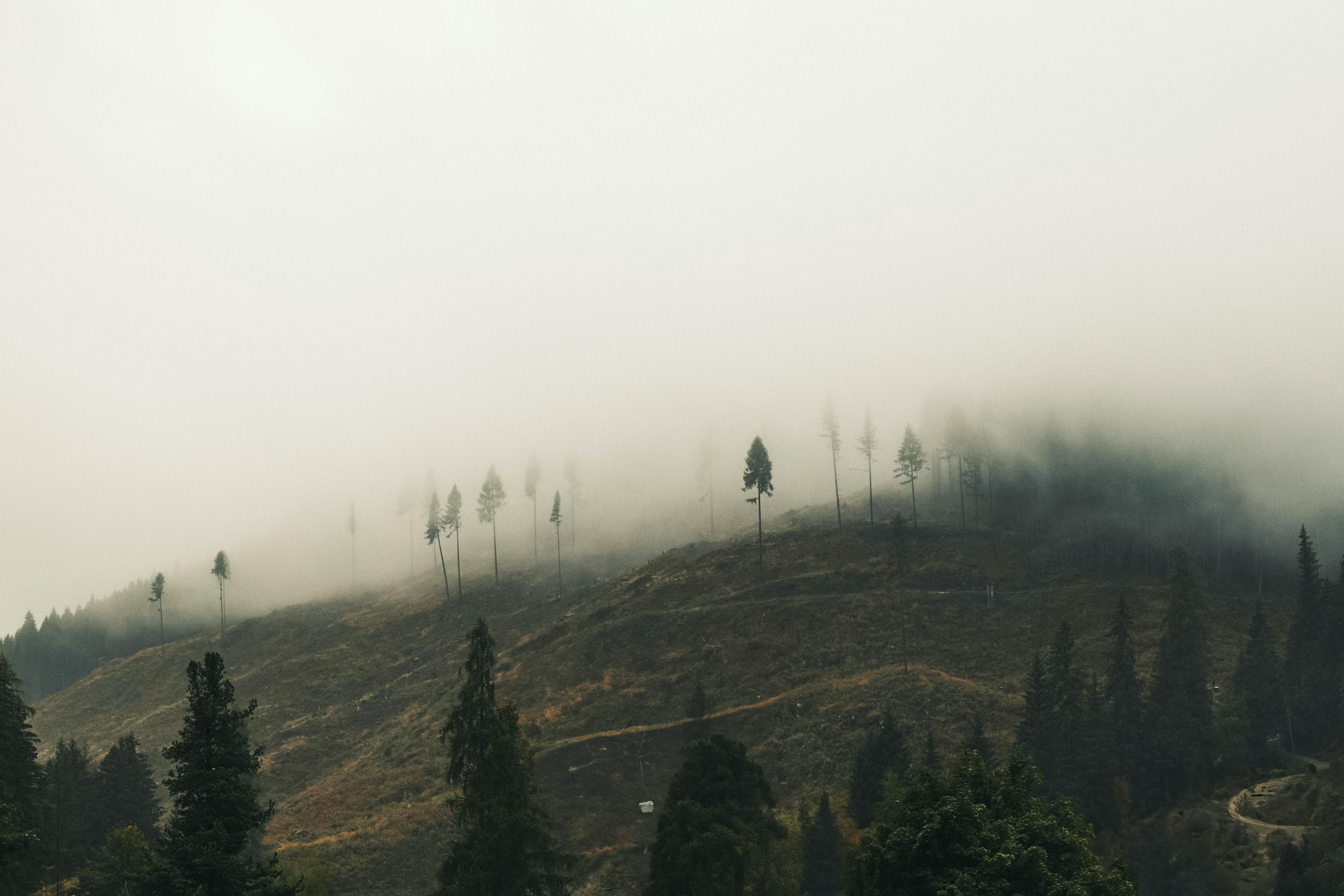 Scenic View of Trees Surrounded by Fog · Free Stock Photo