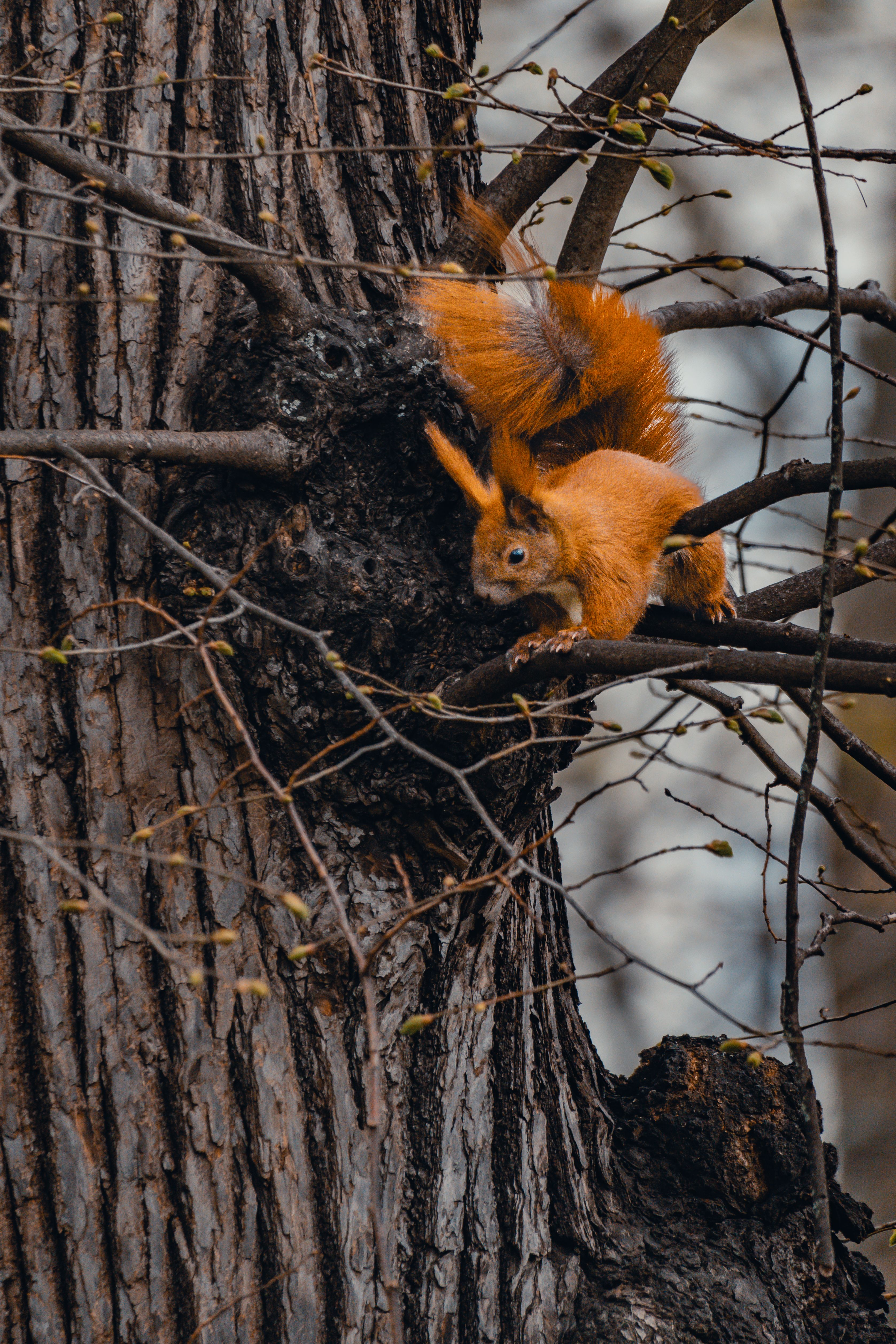 Red Squirrel in Natural Habitat on Tree · Free Stock Photo