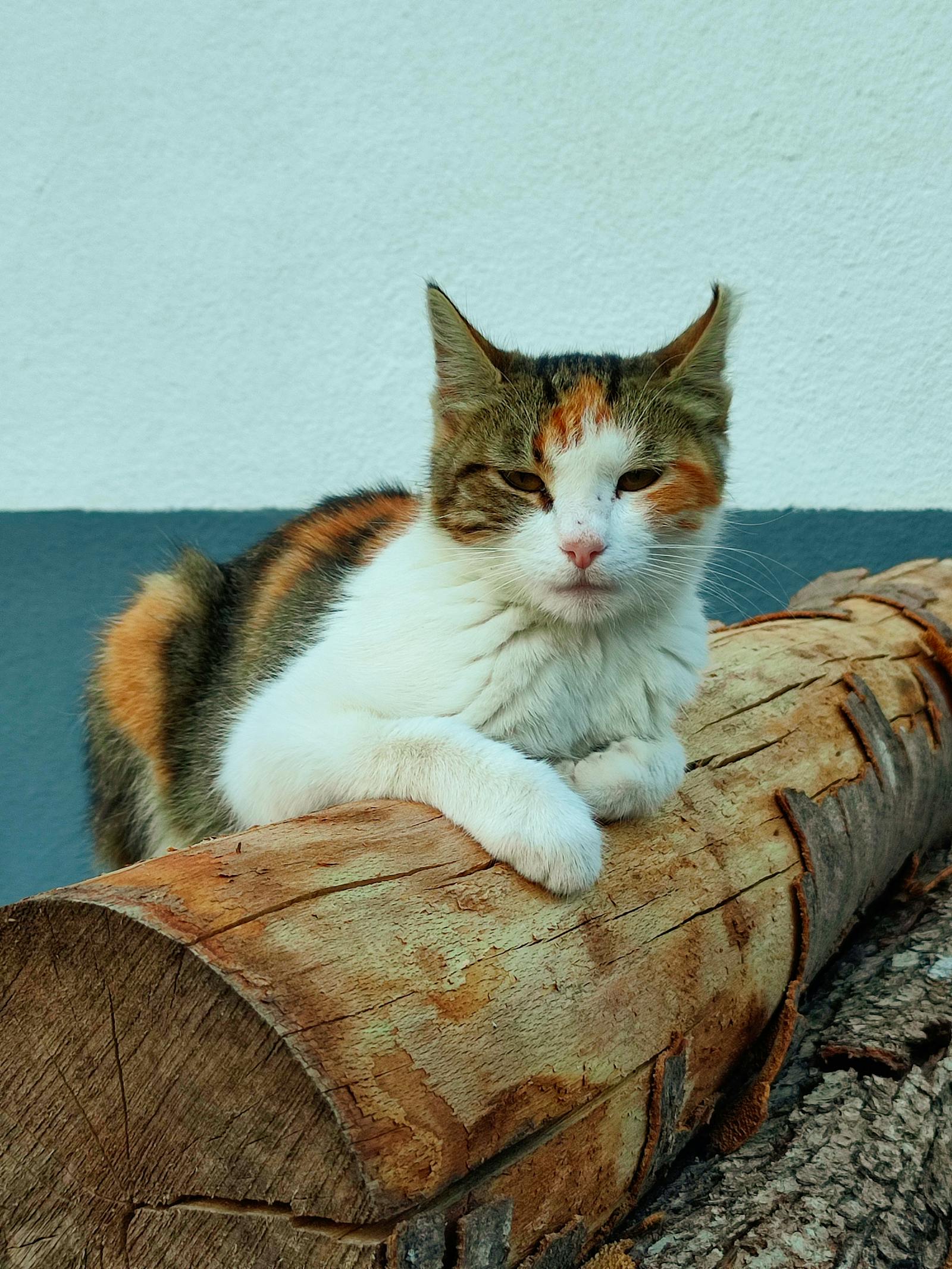 S Log Photos, Download The BEST Free S Log Stock Photos & HD Images