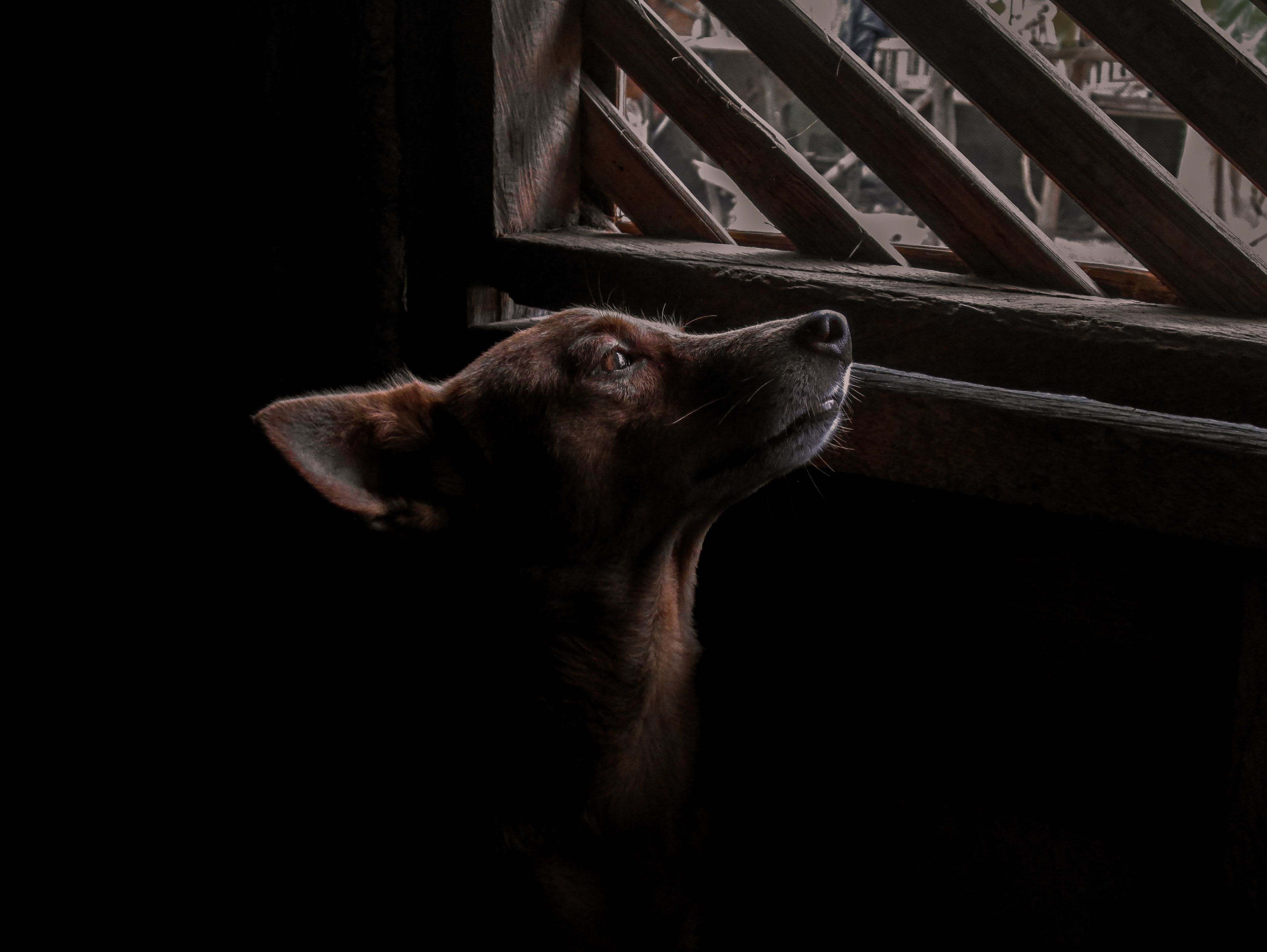 Contemplative Dog by a Wooden Window · Free Stock Photo