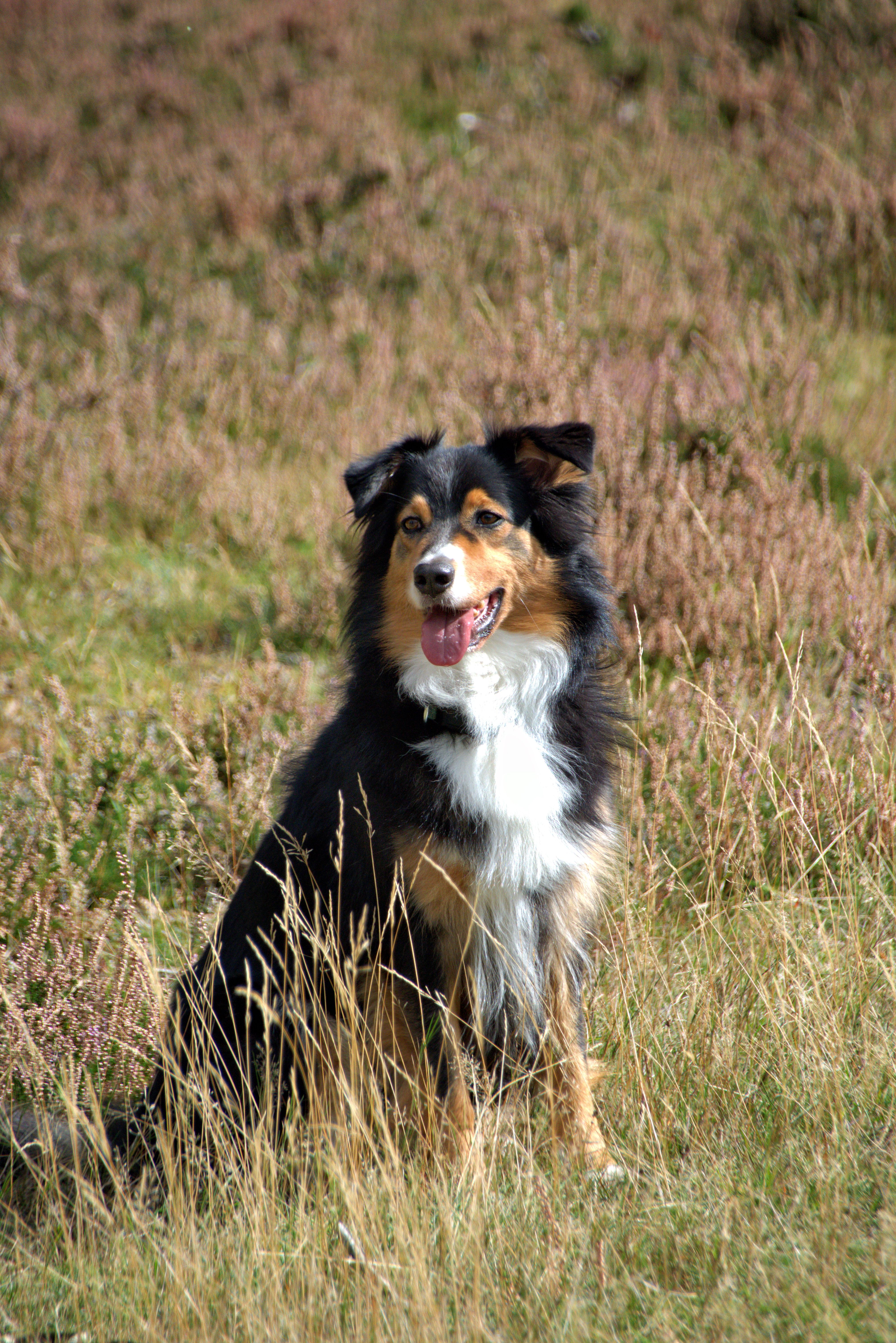 Aussie Shepherd Photos, Download The BEST Free Aussie Shepherd Stock ...