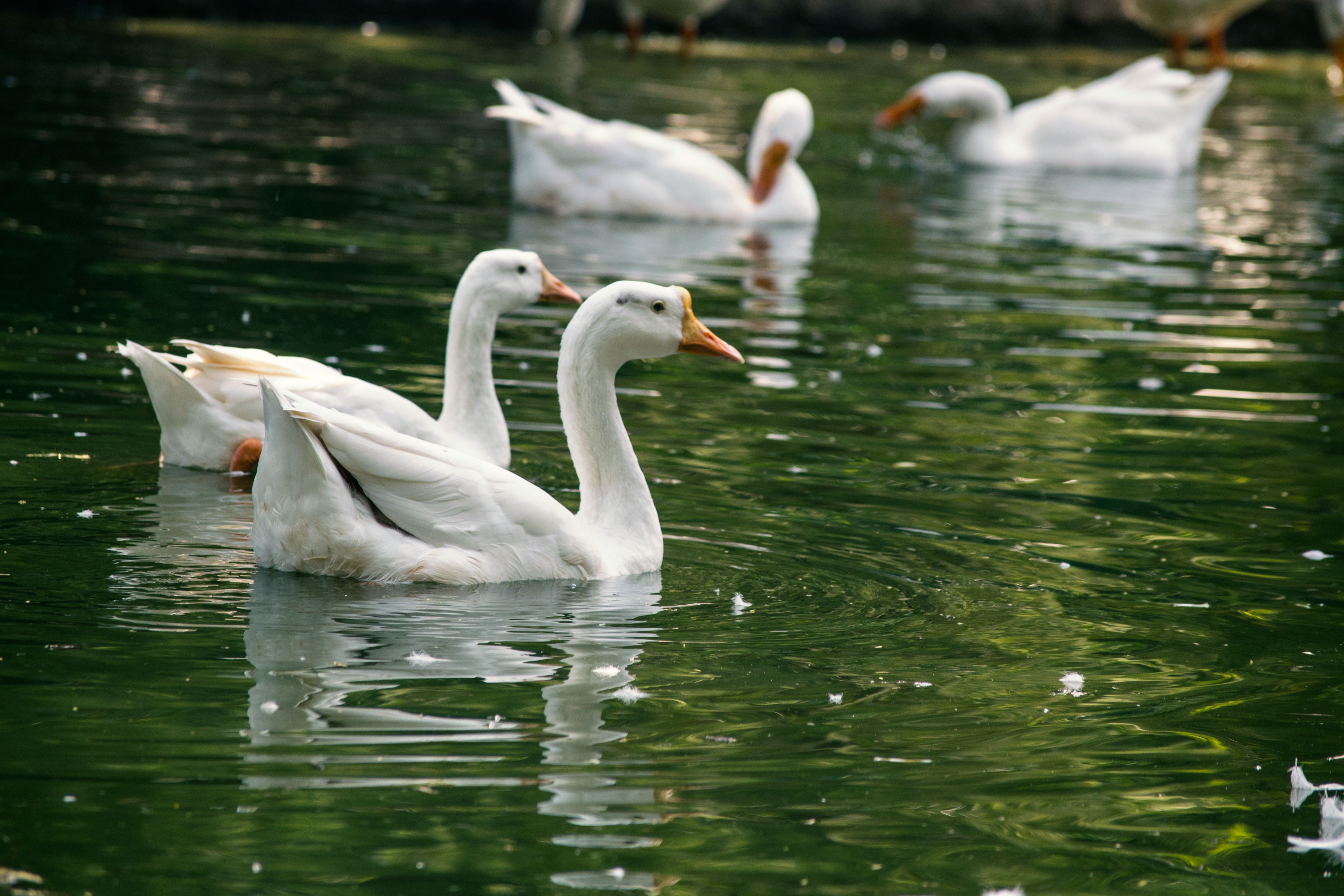 Swan Duck Photos, Download The BEST Free Swan Duck Stock Photos & HD Images