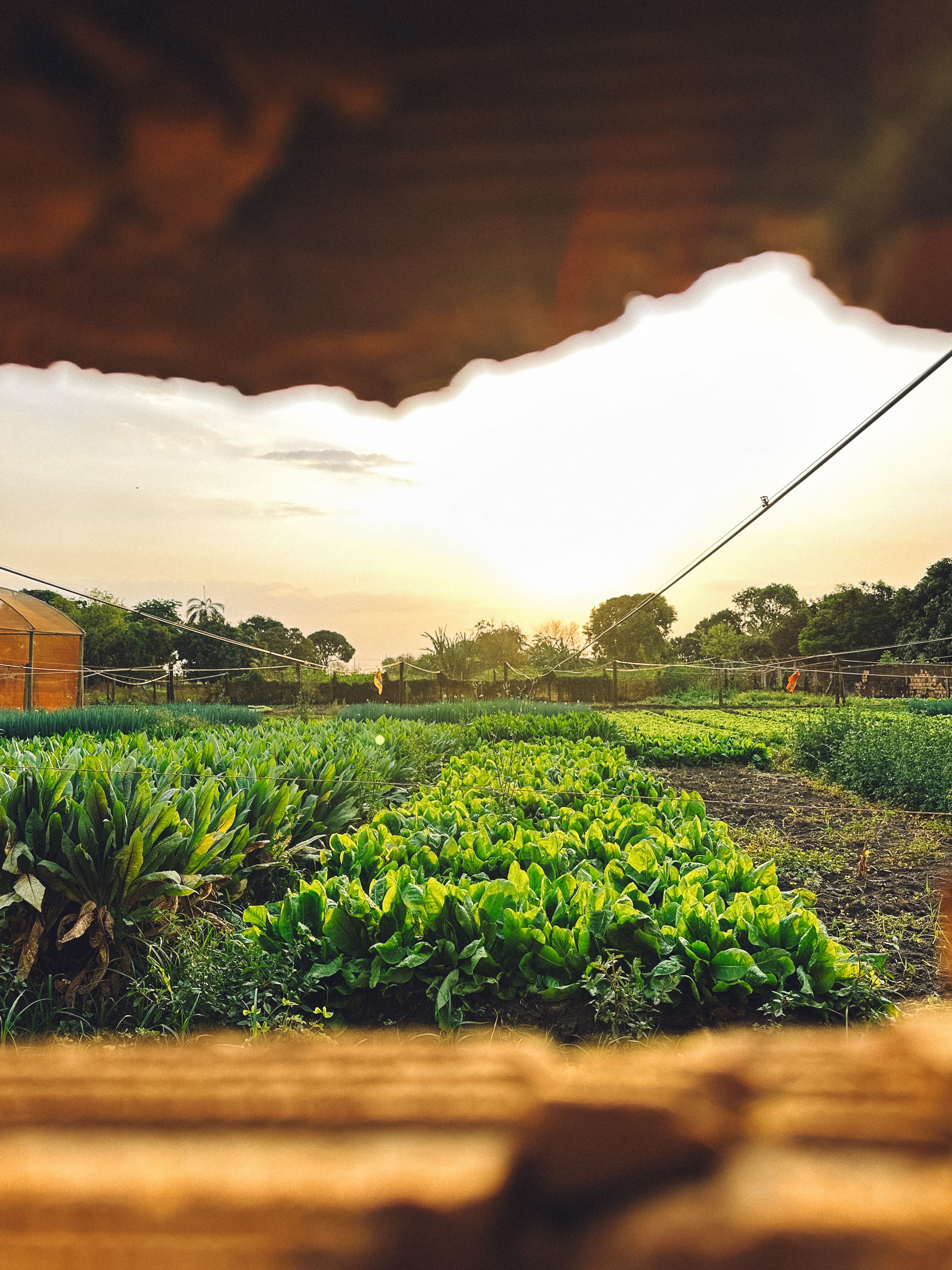 Lush Brazilian Farm at Sunset · Free Stock Photo