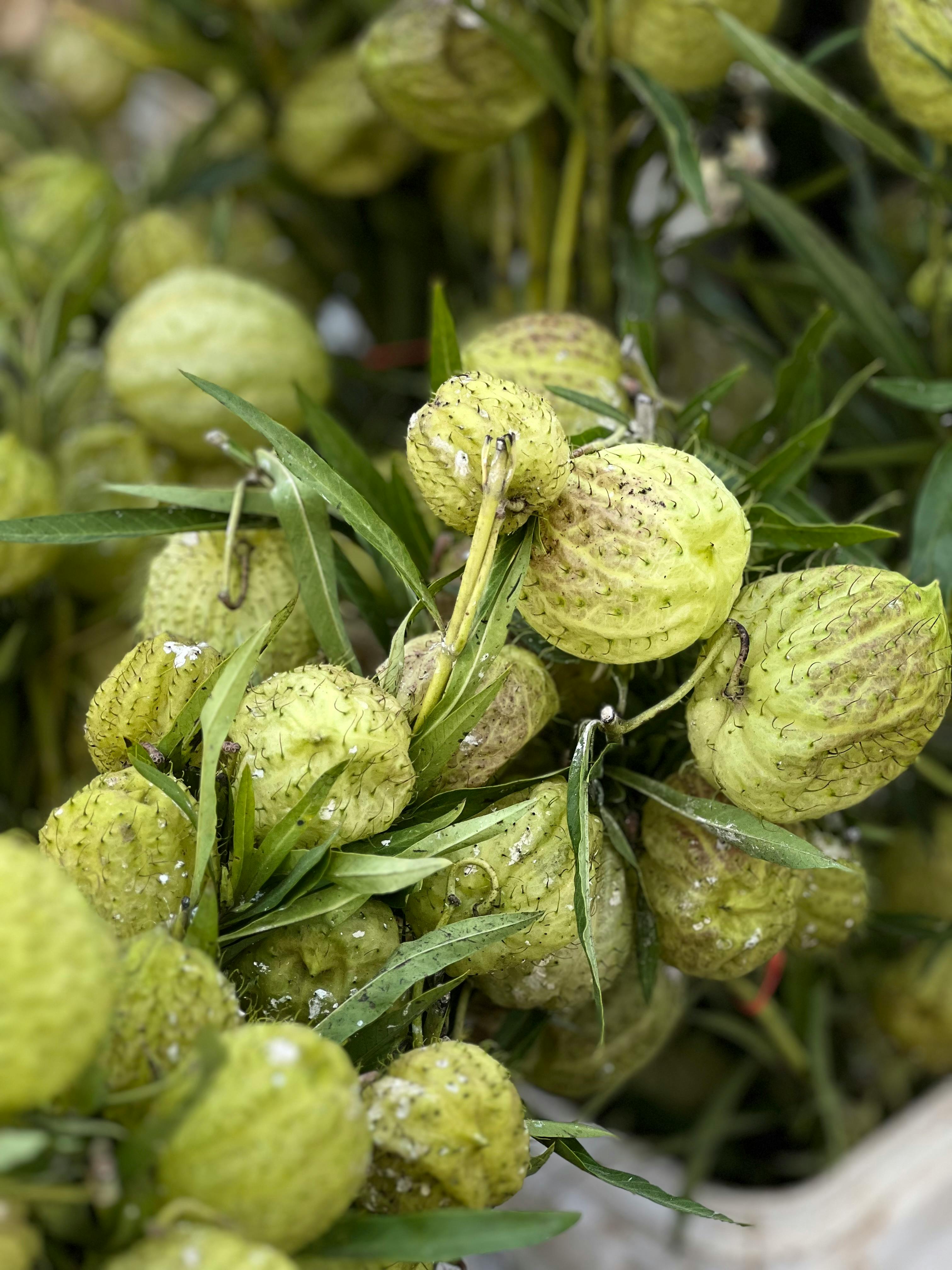 Seed Pod Structure Photos, Download The BEST Free Seed Pod Structure ...