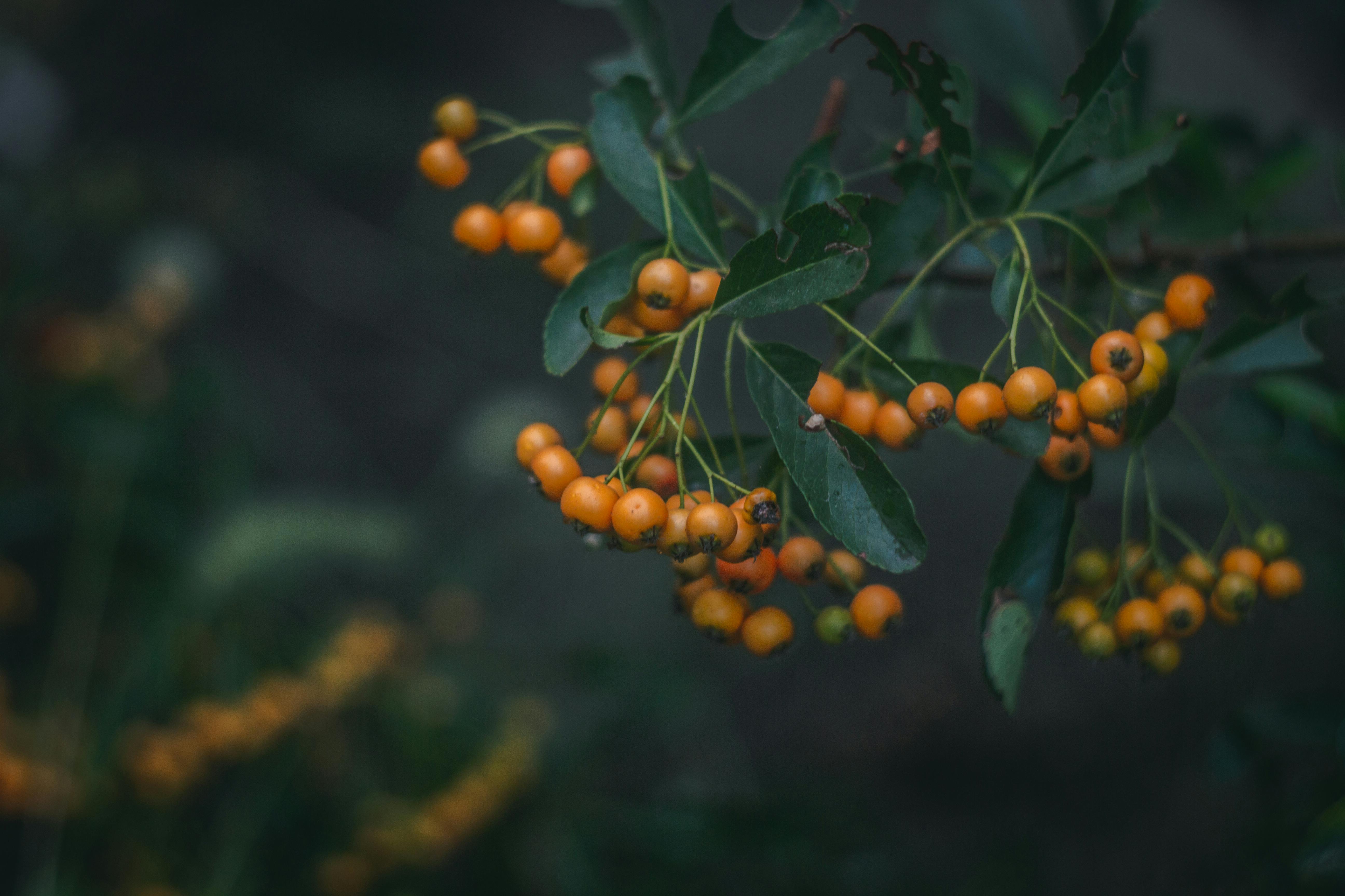 Mikhail Matveev - 写真