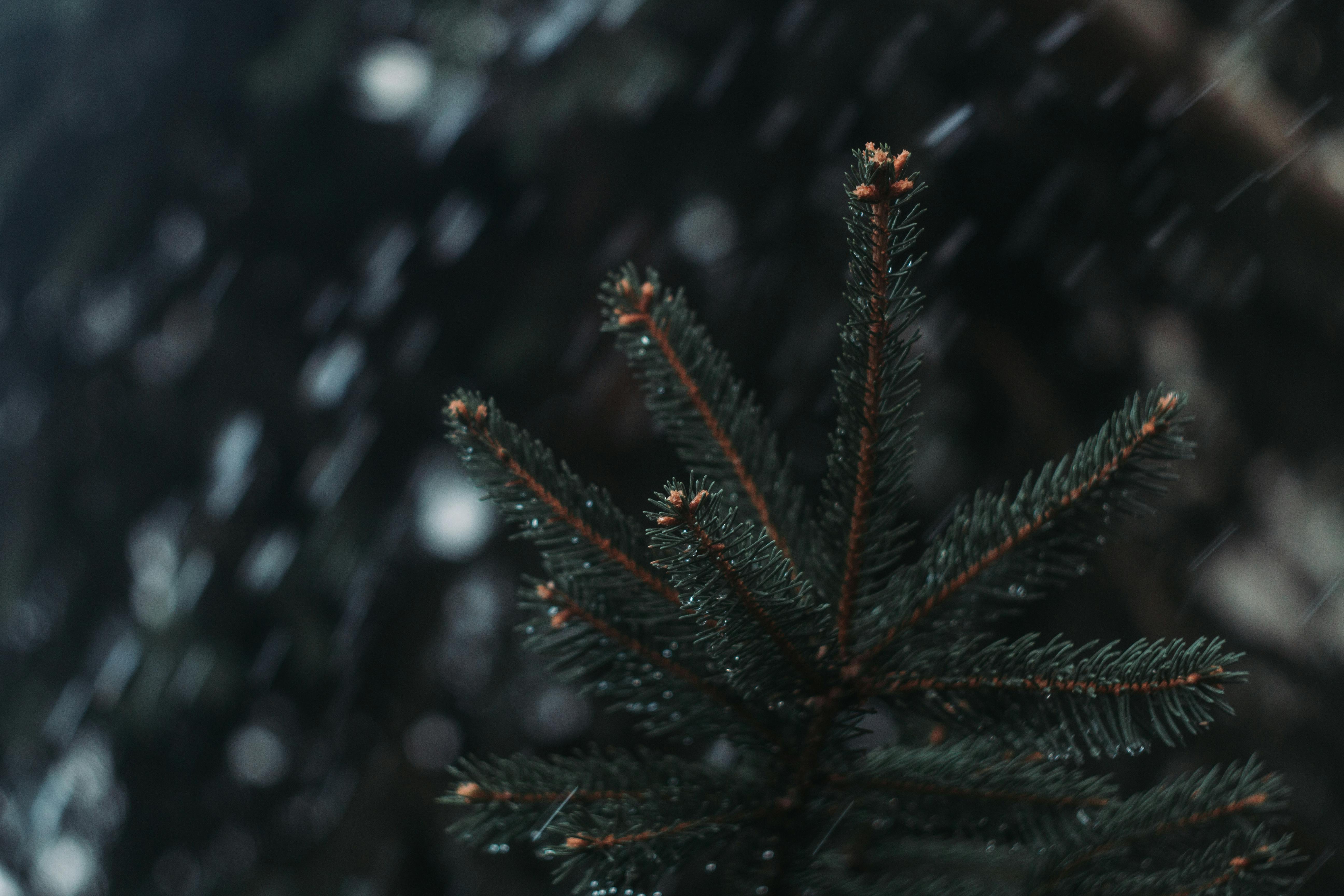 Mikhail Matveev - 写真