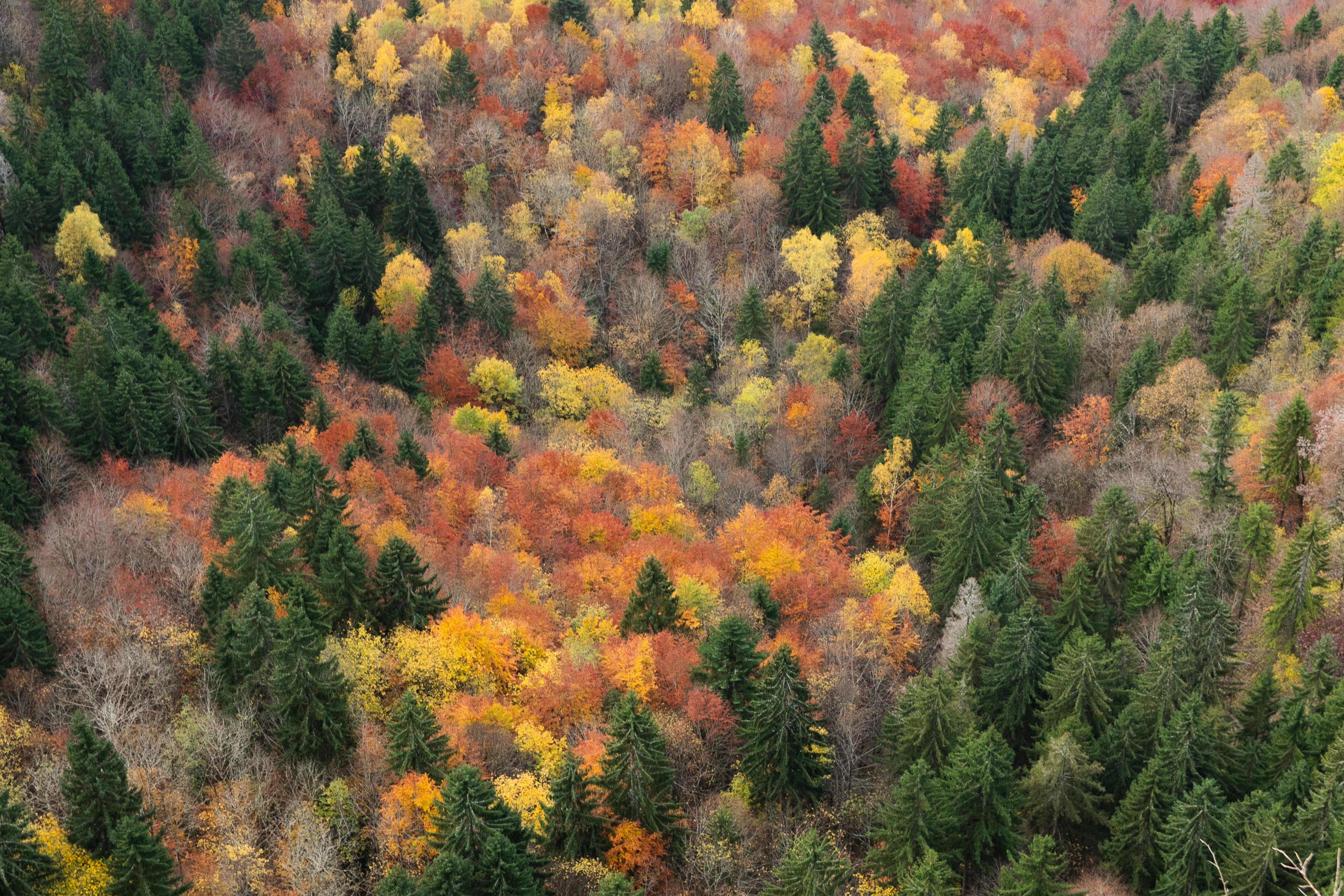 Aerial View of Vibrant Autumn Forest Canopy · Free Stock Photo