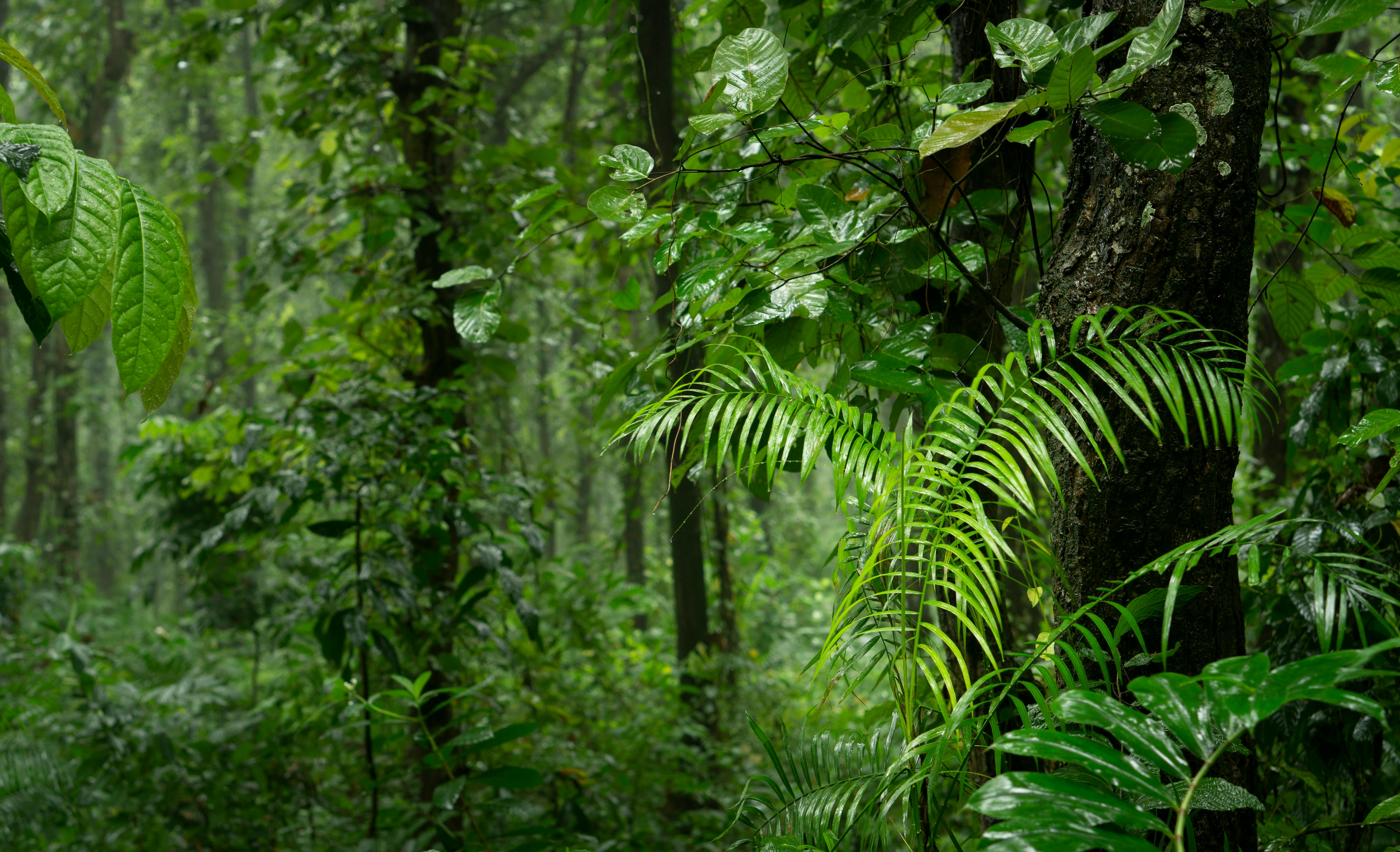 Lush Green Tropical Rainforest Foliage · Free Stock Photo