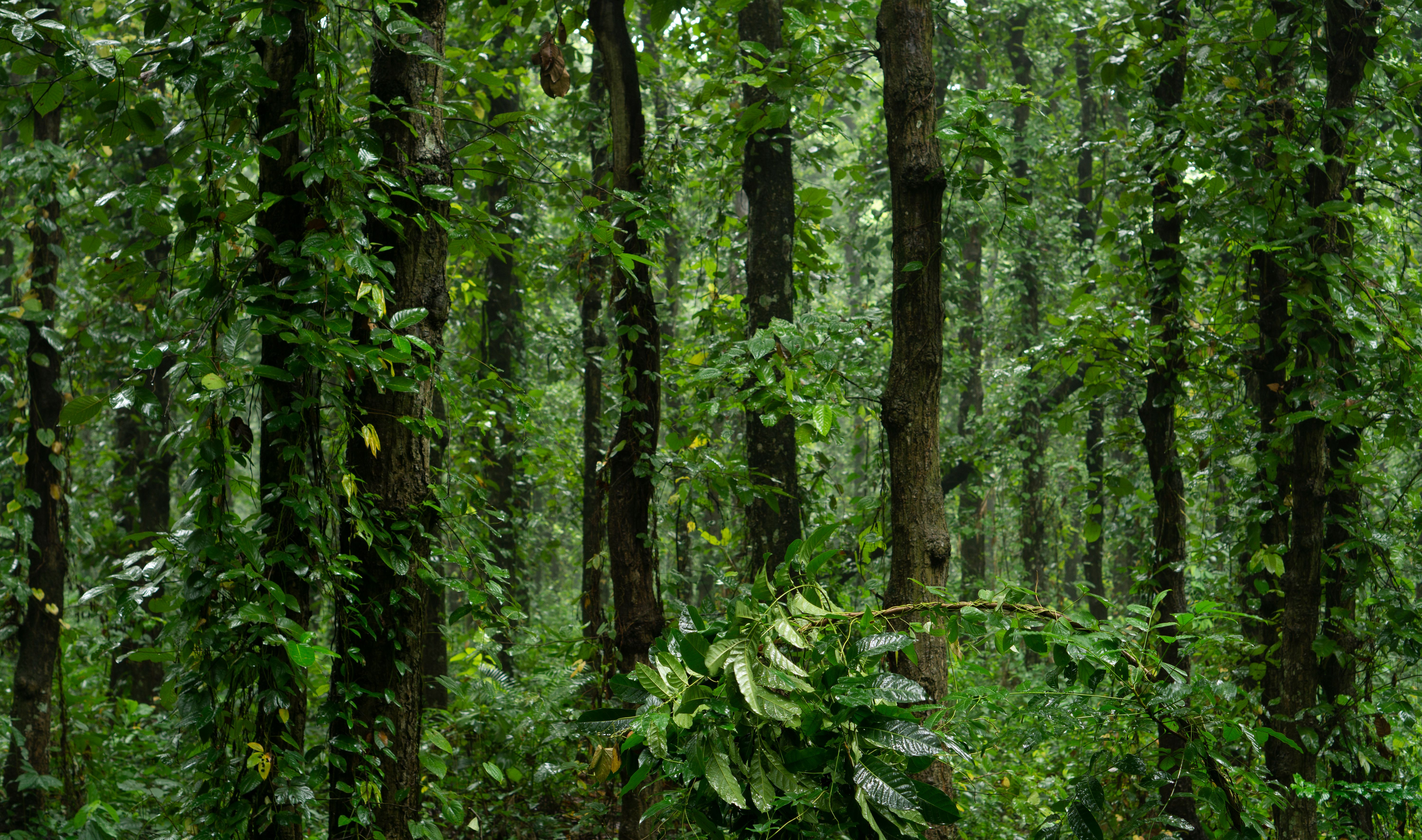Un Bosque Tropical Profundo Y Siempre Verde · Foto de stock gratuita