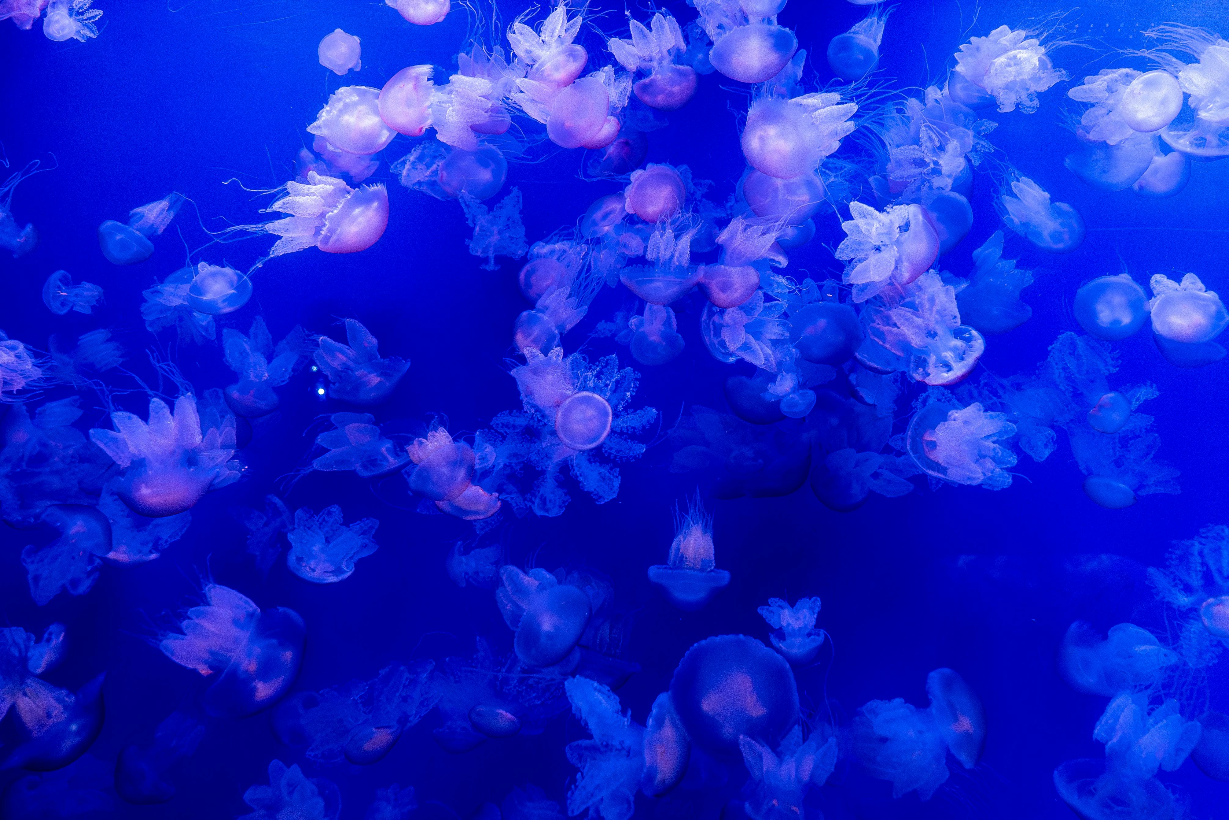 Underwater Graphics Photos, Download The BEST Free Underwater Graphics ...