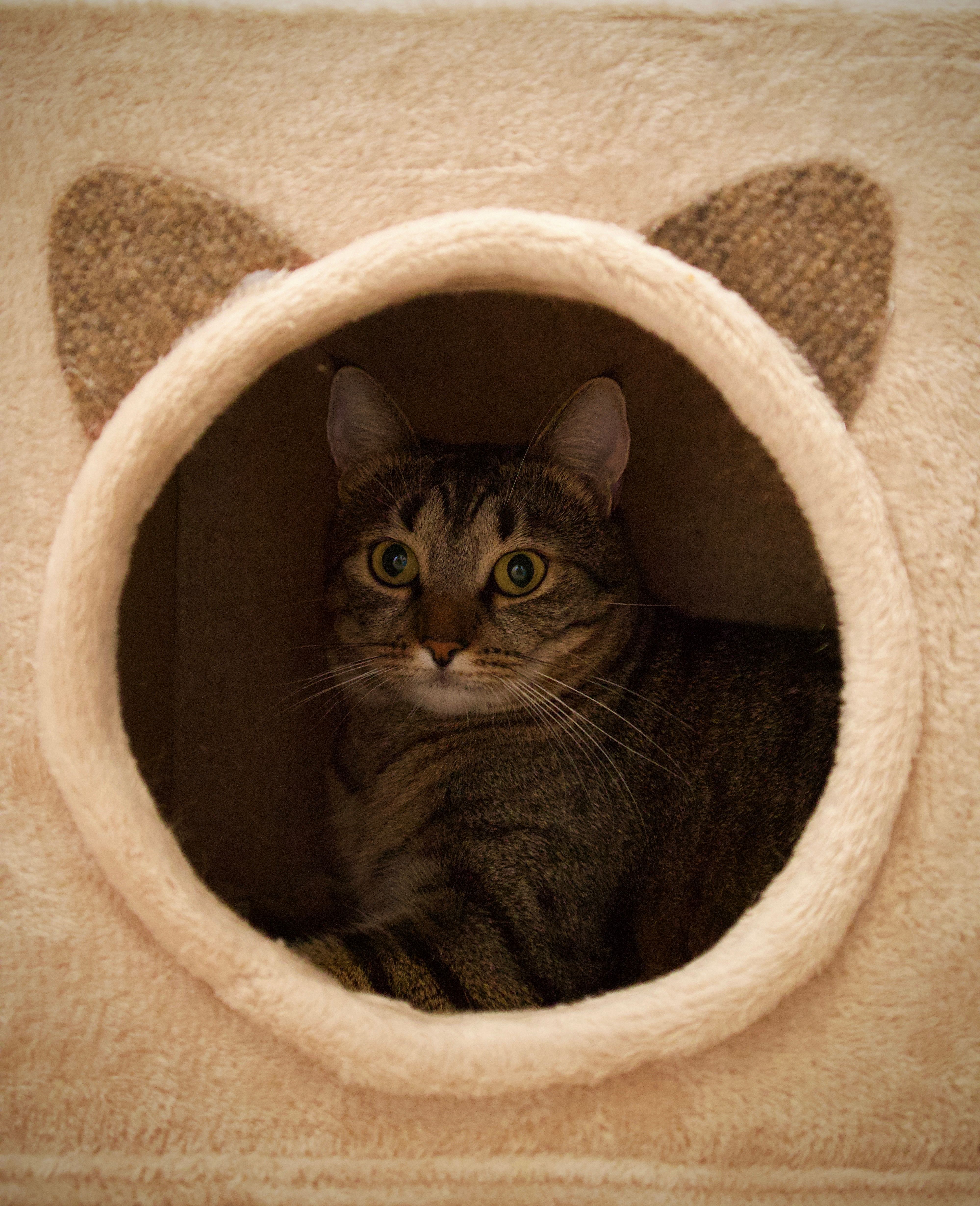 Tabby Cat Resting Inside Cozy Beige Cat House · Free Stock Photo