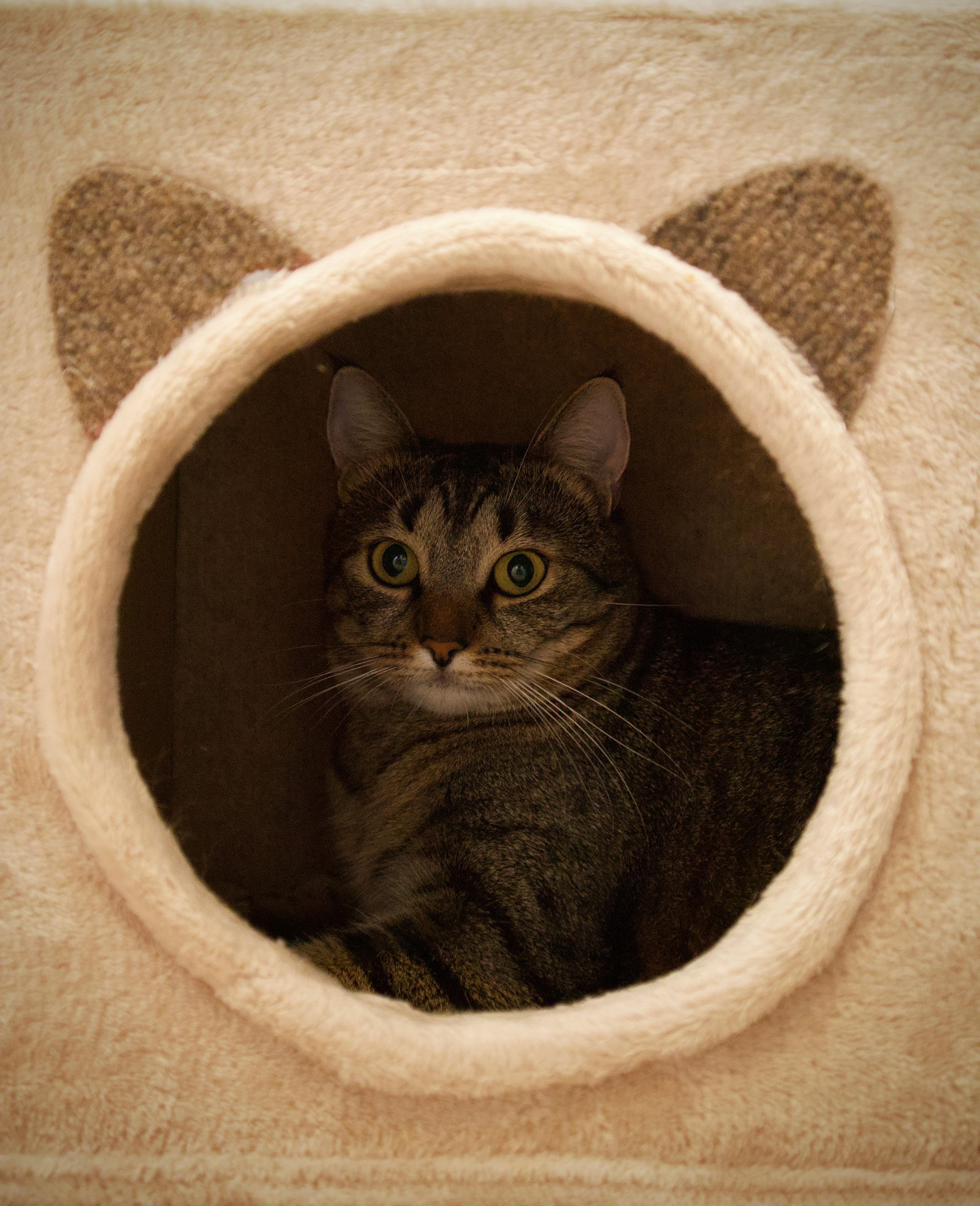 Kitty Hideout Photos, Download The BEST Free Kitty Hideout Stock Photos & HD Images