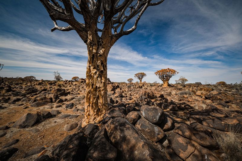 Quiver Tree Forest Namibia Photos, Download The BEST Free Quiver Tree ...