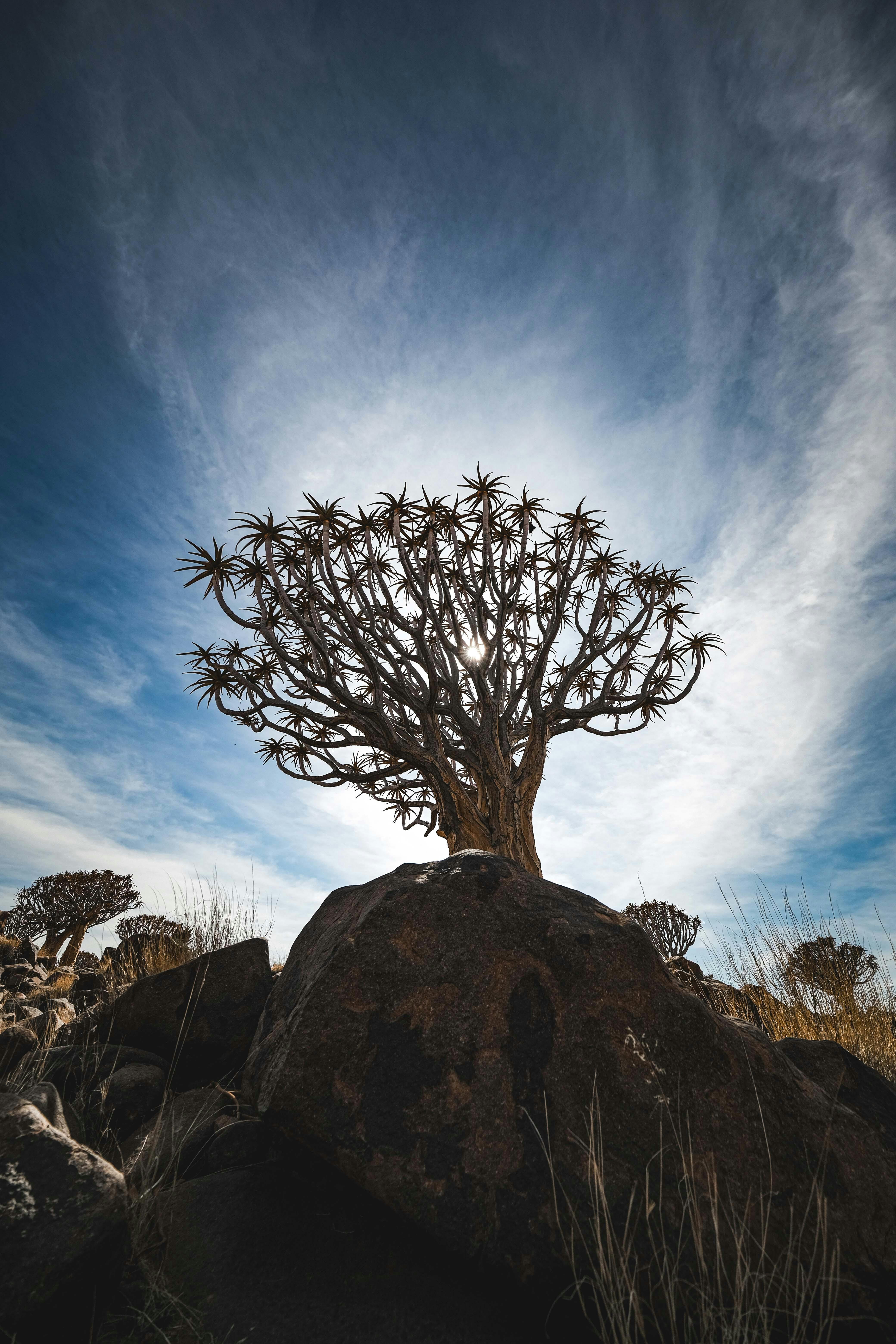Quiver Tree Namibia Photos, Download The BEST Free Quiver Tree Namibia ...