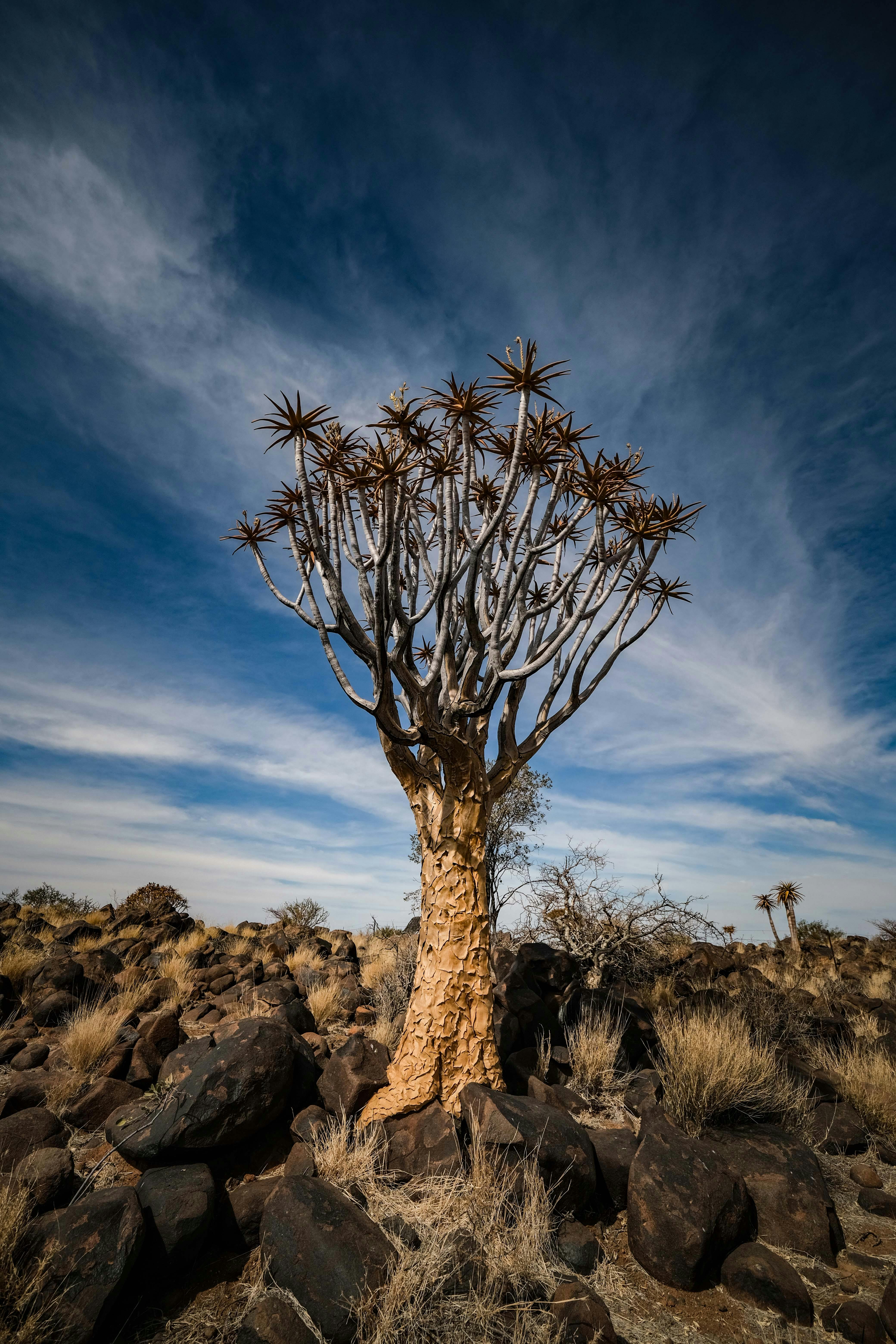 Quiver Tree in Namibian Desert Landscape · Free Stock Photo