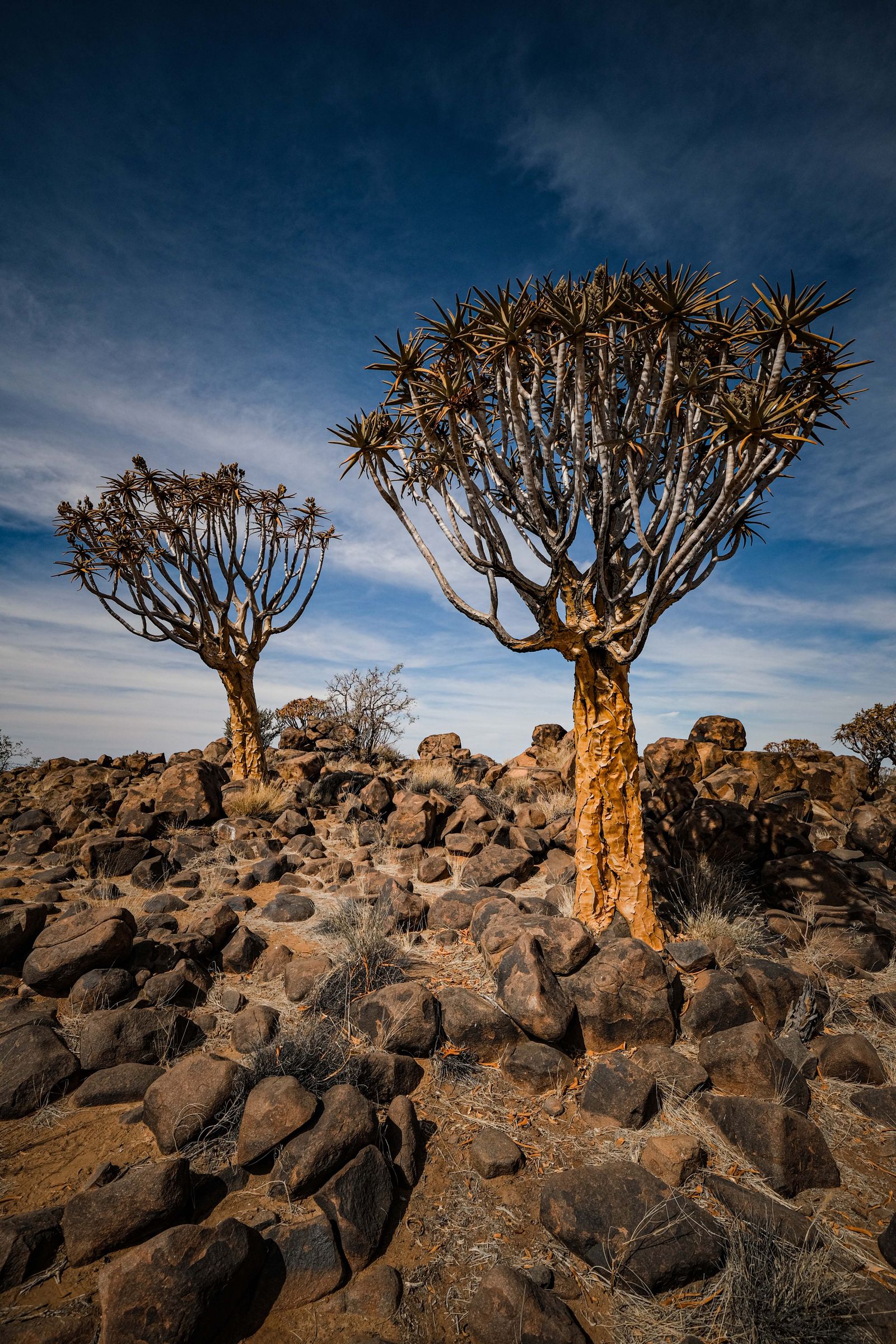 Quiver Tree Forest Namibia Photos, Download The BEST Free Quiver Tree ...