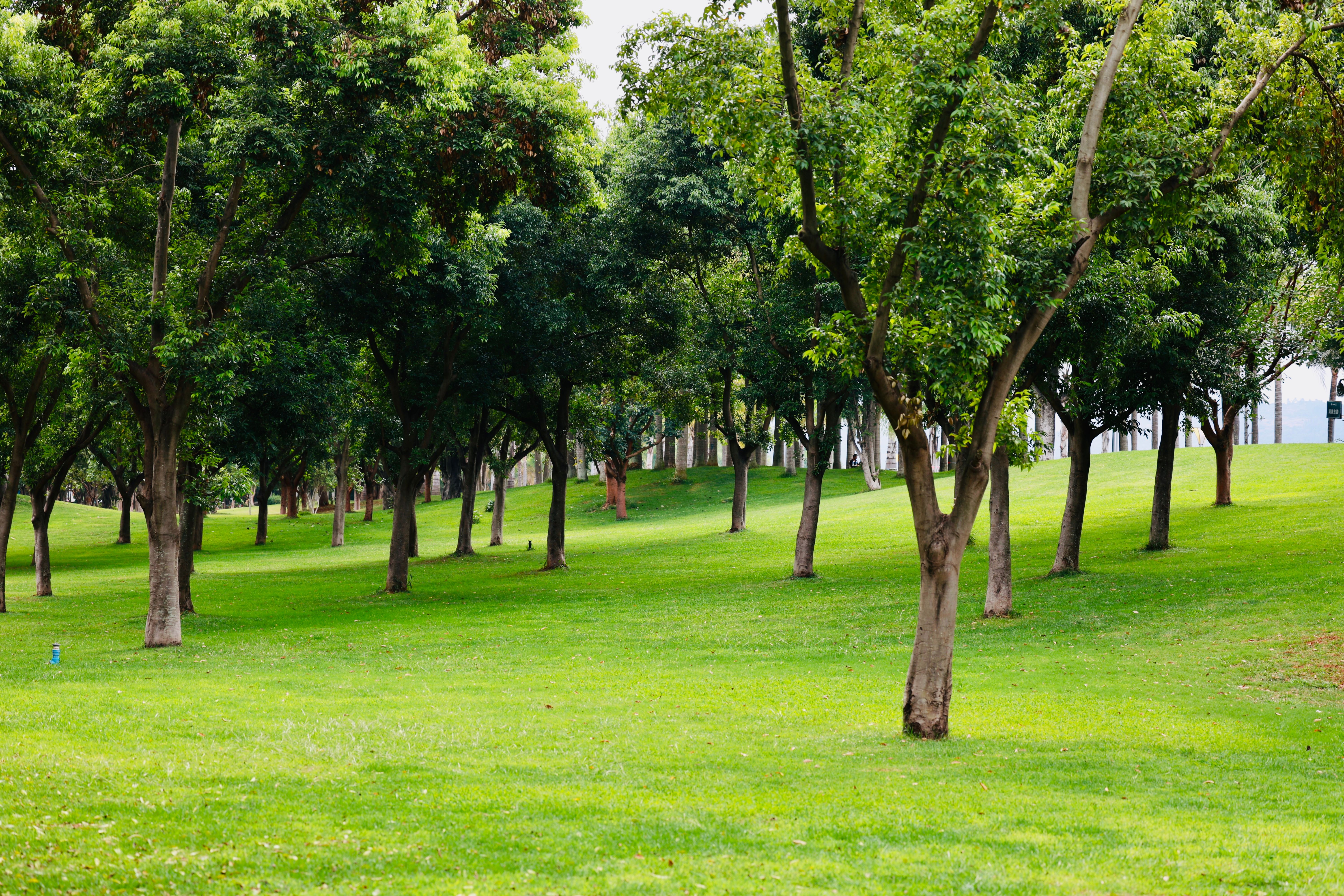 Lush Green Park Landscape with Trees · Free Stock Photo