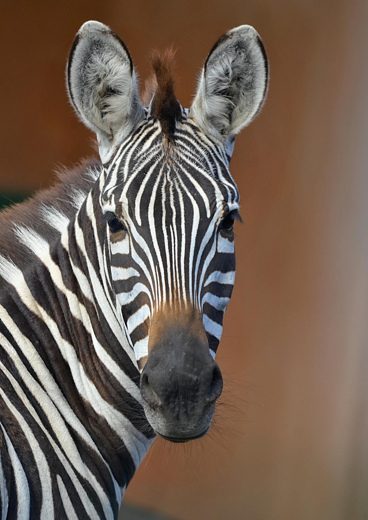 Cute Zebra Photos, Download The BEST Free Cute Zebra Stock Photos & HD ...
