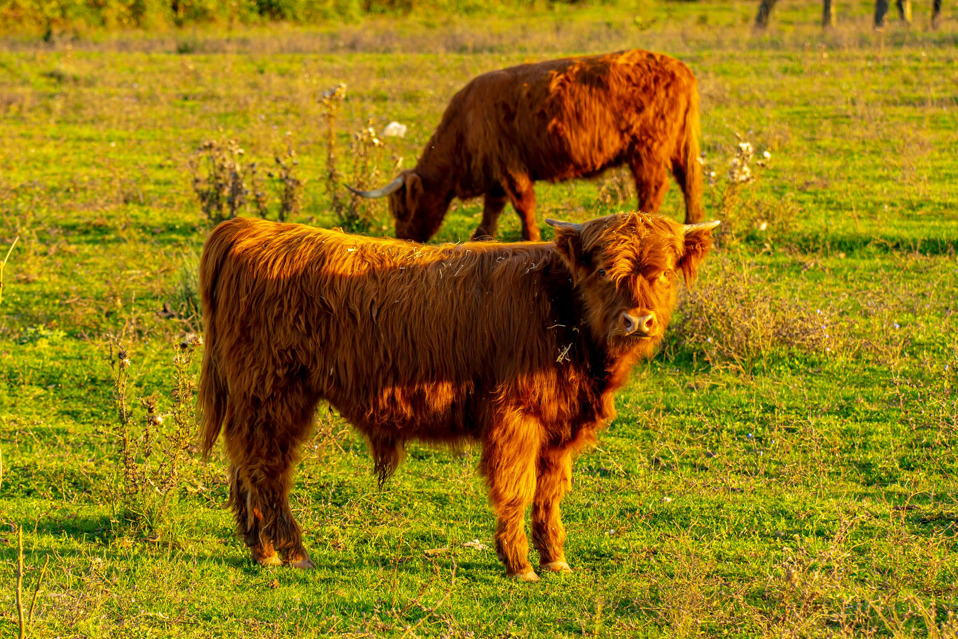 Brown Bull Standing in Green Grass Field at Daytime Photography · Free ...