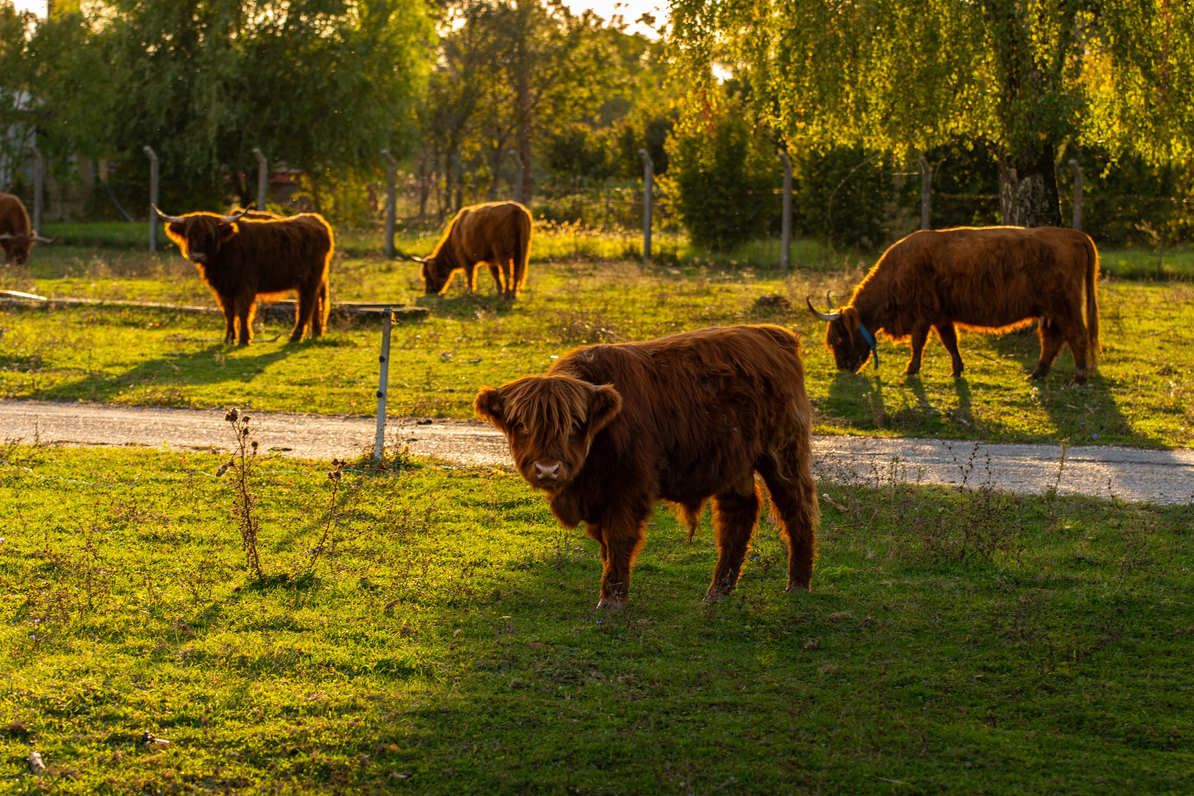 Highland Cattle Grazing in Sunny Croatian Field · Free Stock Photo