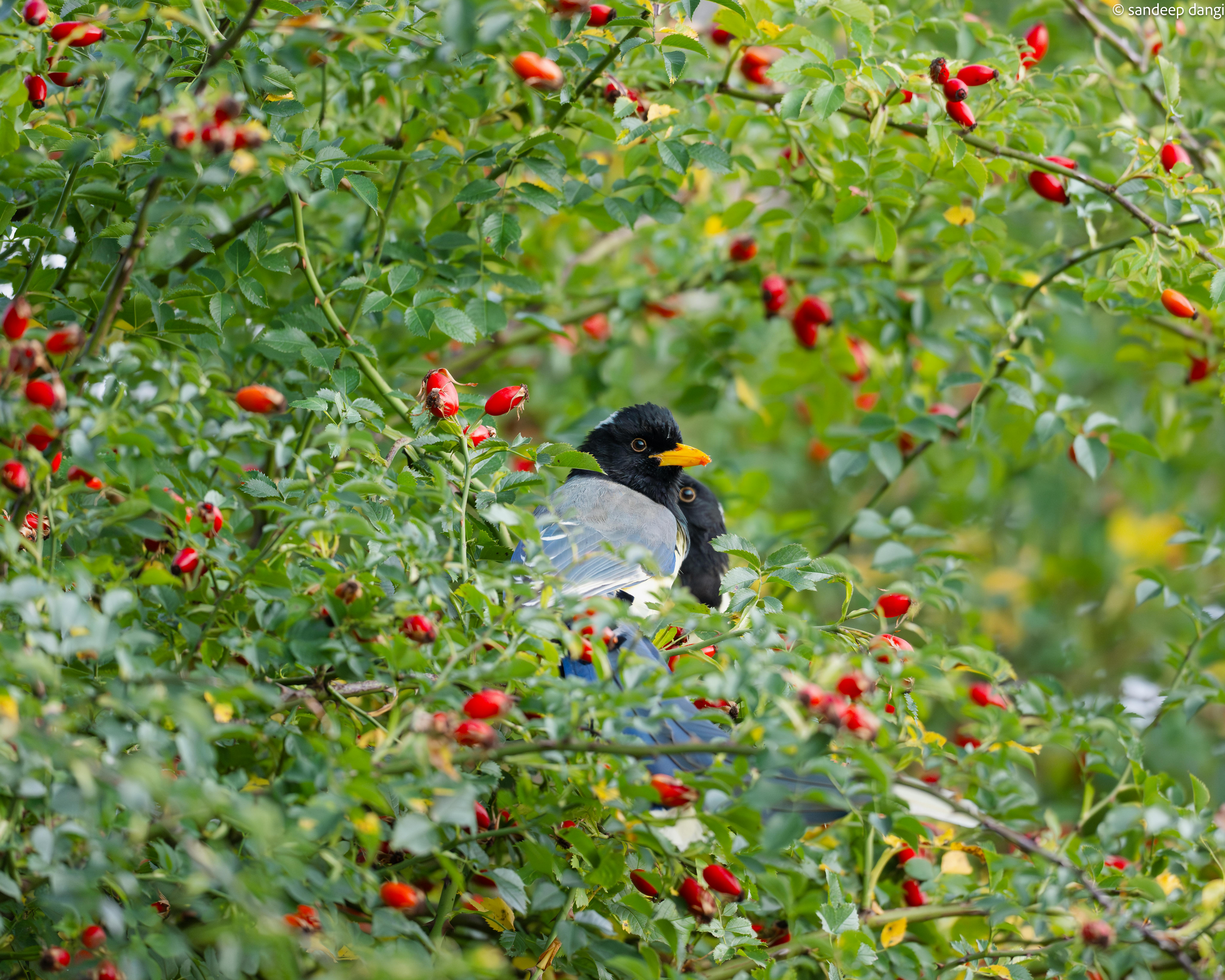 Yellow-billed Blue Magpies in Rosehip Bush · Free Stock Photo