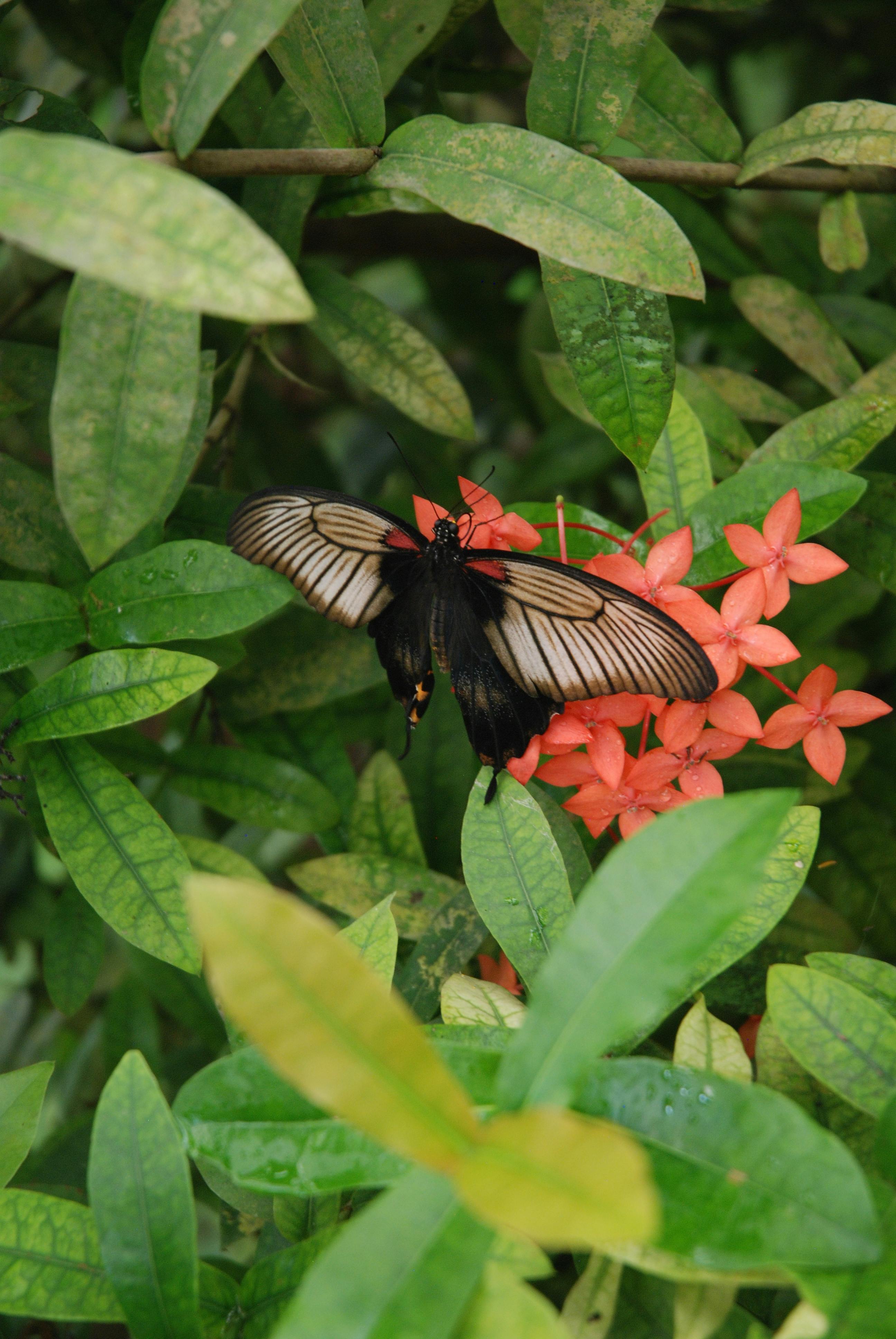 Southern Rose Photos, Download The BEST Free Southern Rose Stock Photos ...