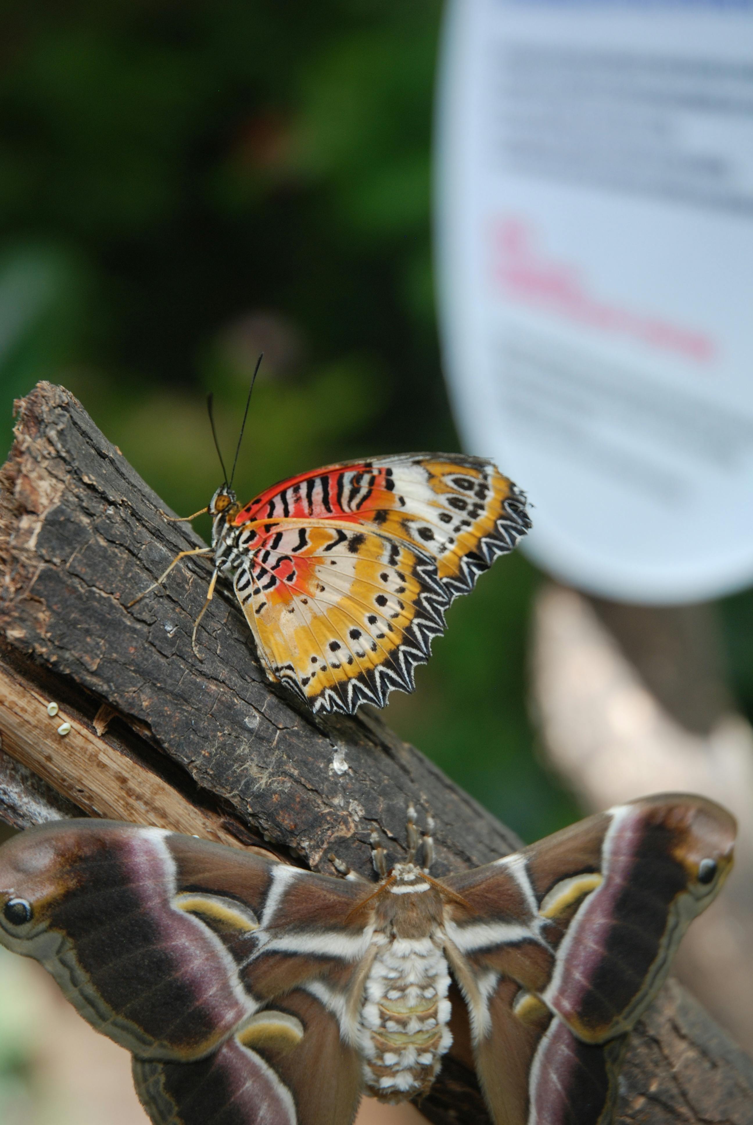 Vibrant Butterflies on a Tree Bark in Nature · Free Stock Photo