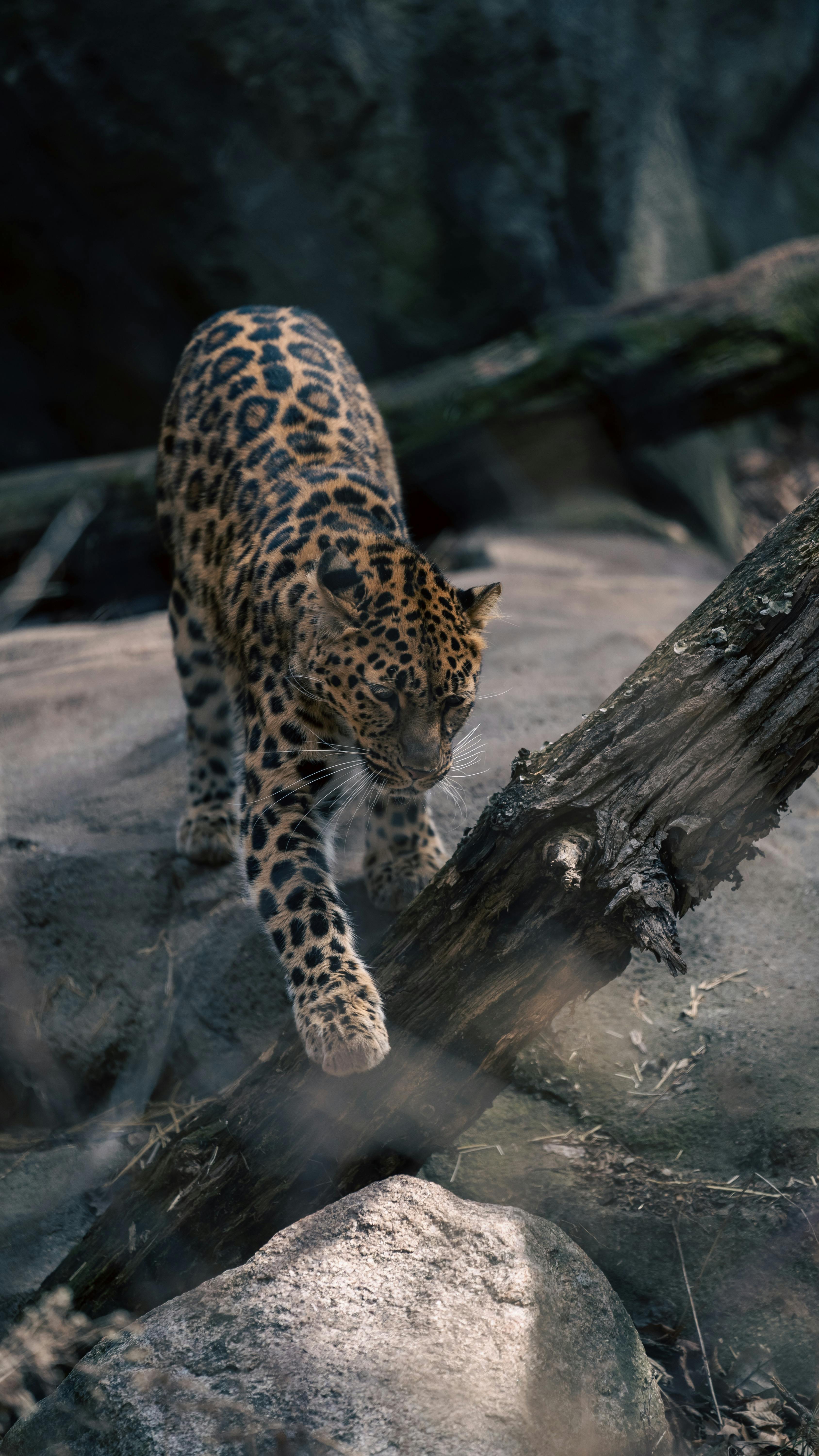 Majestic Leopard Prowling in Natural Habitat · Free Stock Photo