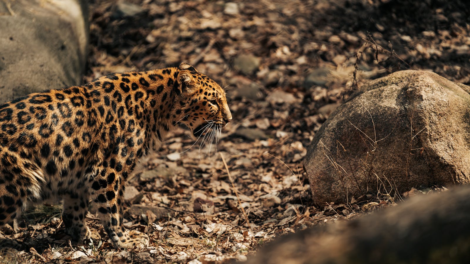 Amur Leopard Photos, Download The BEST Free Amur Leopard Stock Photos ...