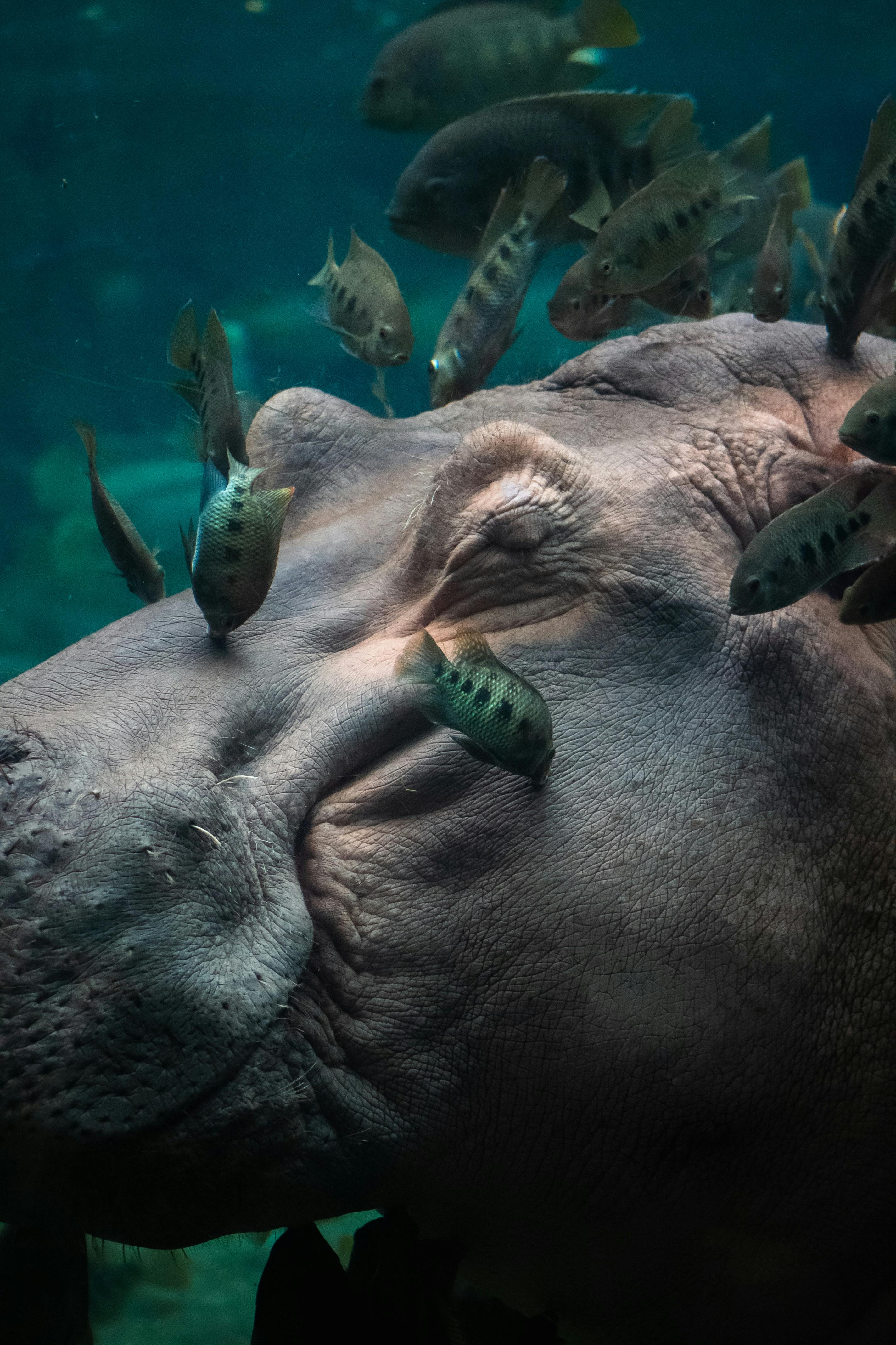 Hippopotamus Submerged with Fish in Water · Free Stock Photo