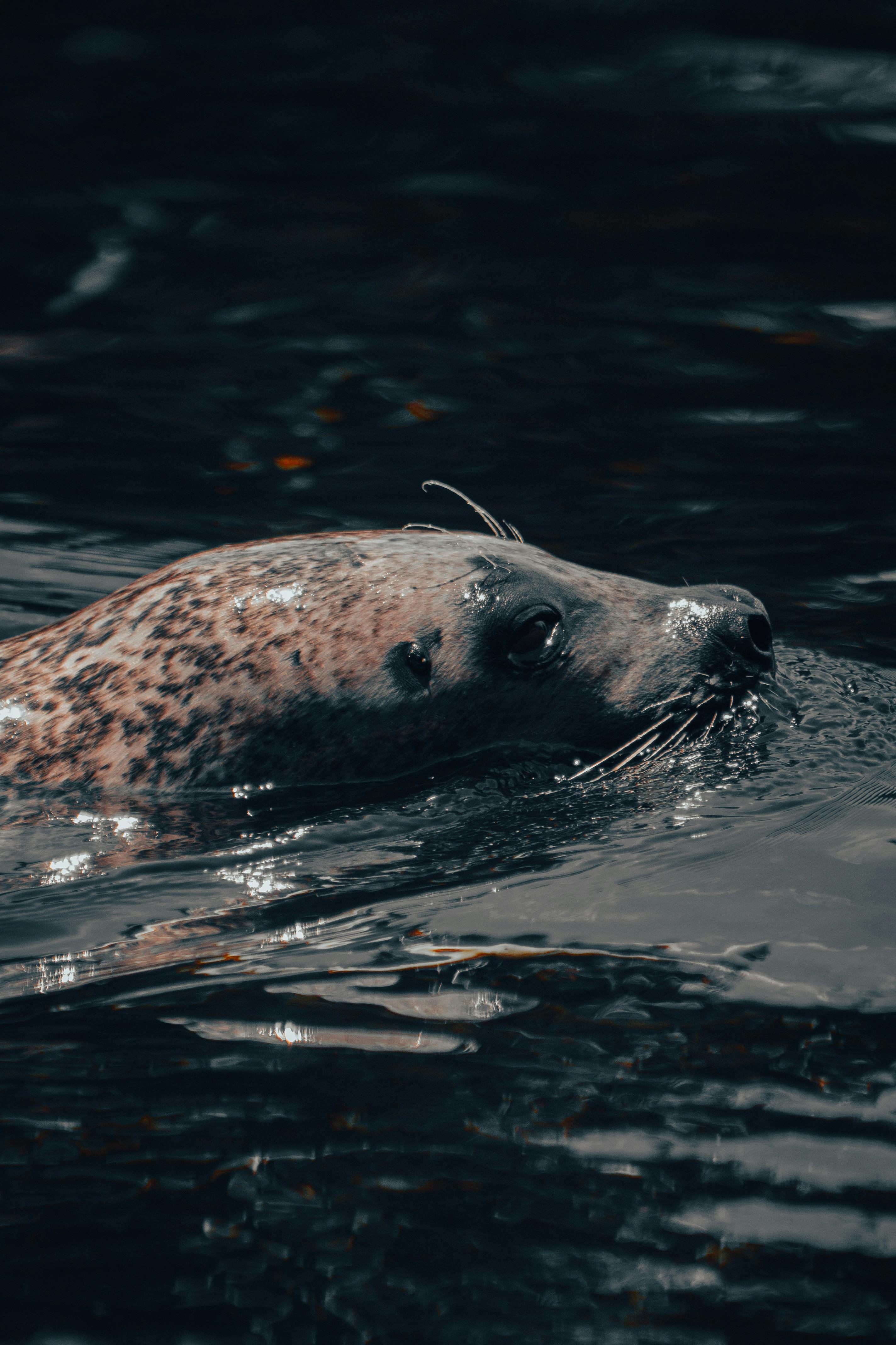 Seal Fish Photos, Download The BEST Free Seal Fish Stock Photos & HD Images