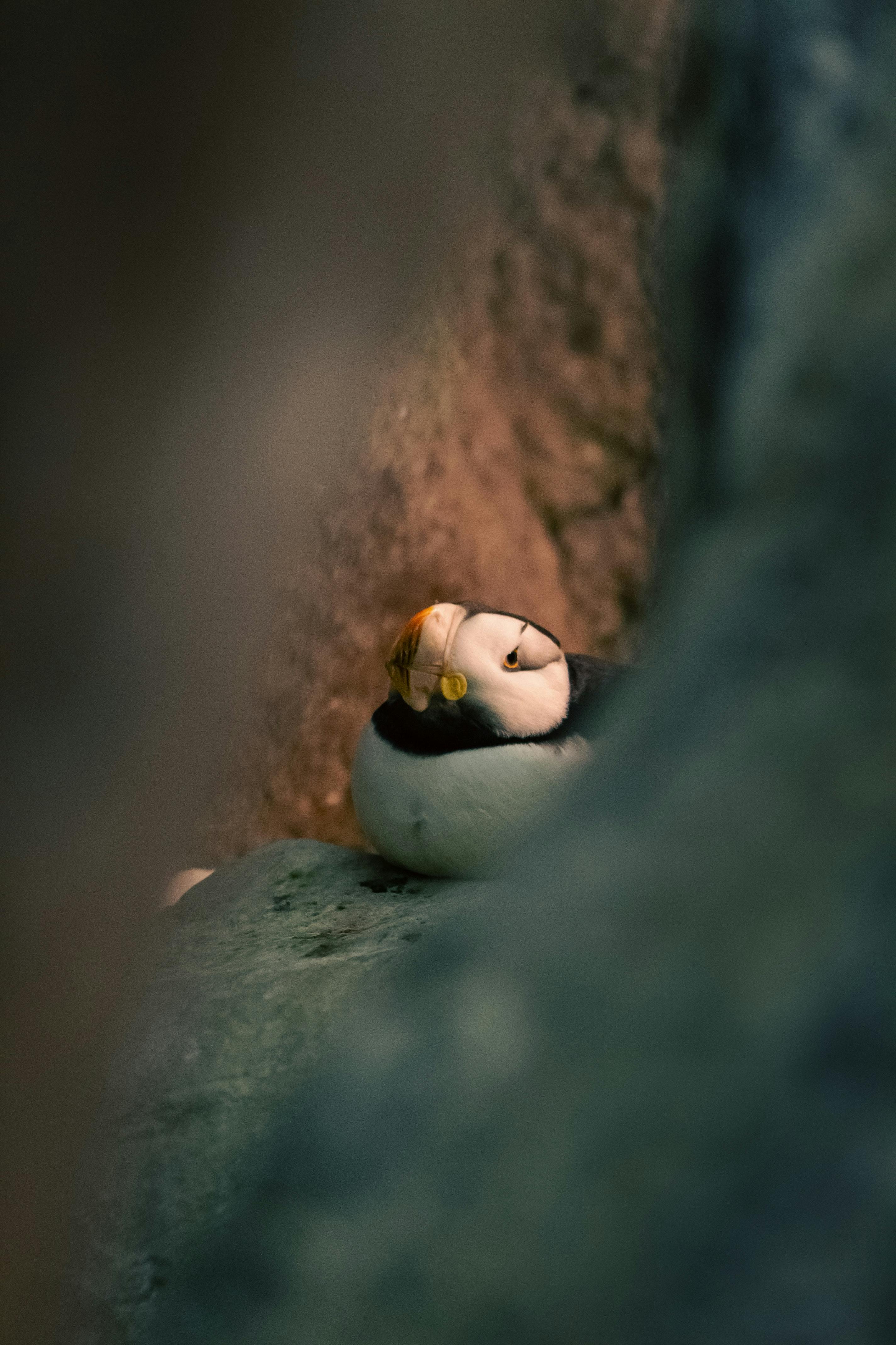 Atlantic Puffin Resting in Scenic Rock Crevice · Free Stock Photo