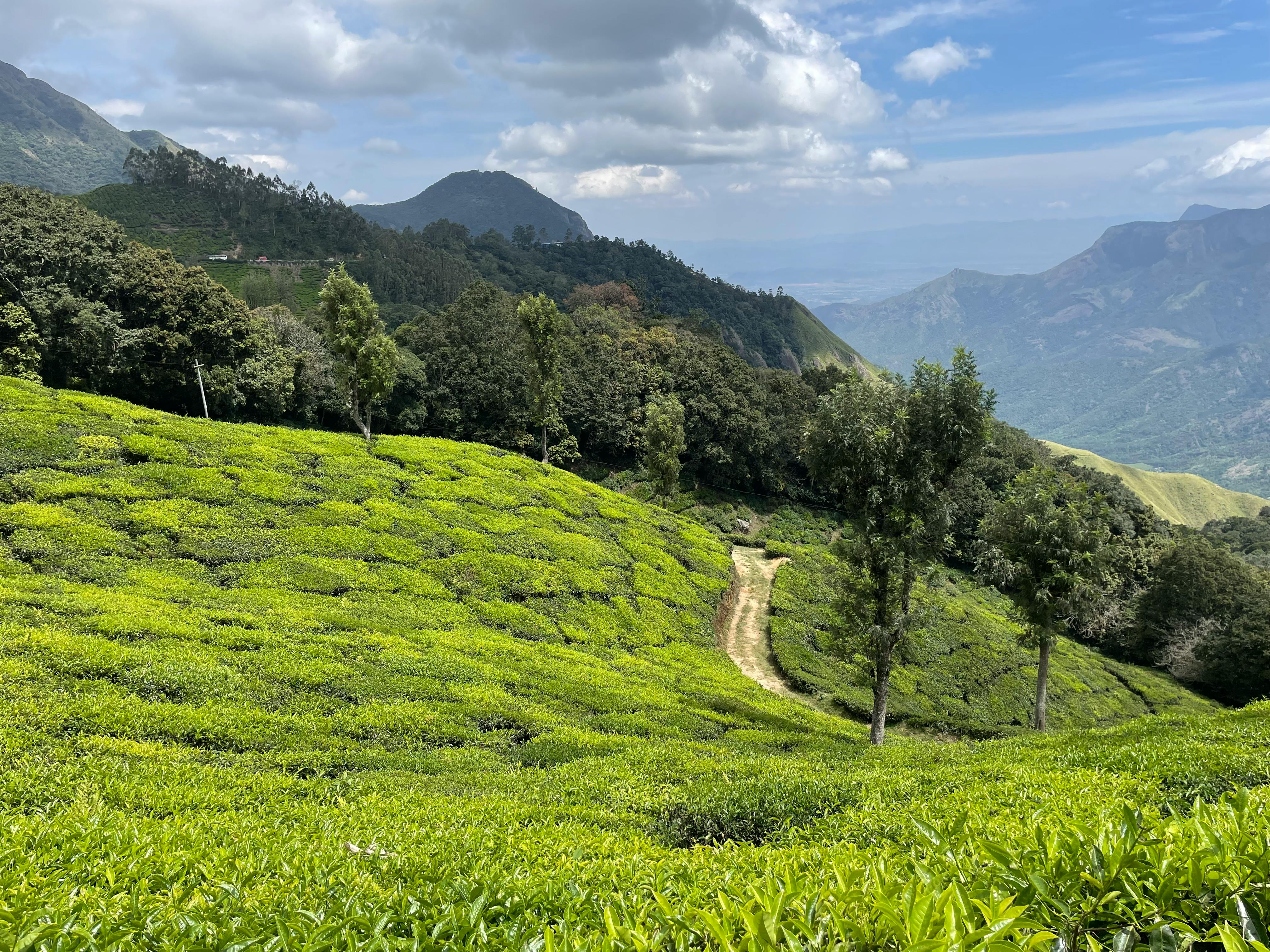 Lush Green Tea Plantations in Munnar Hills · Free Stock Photo