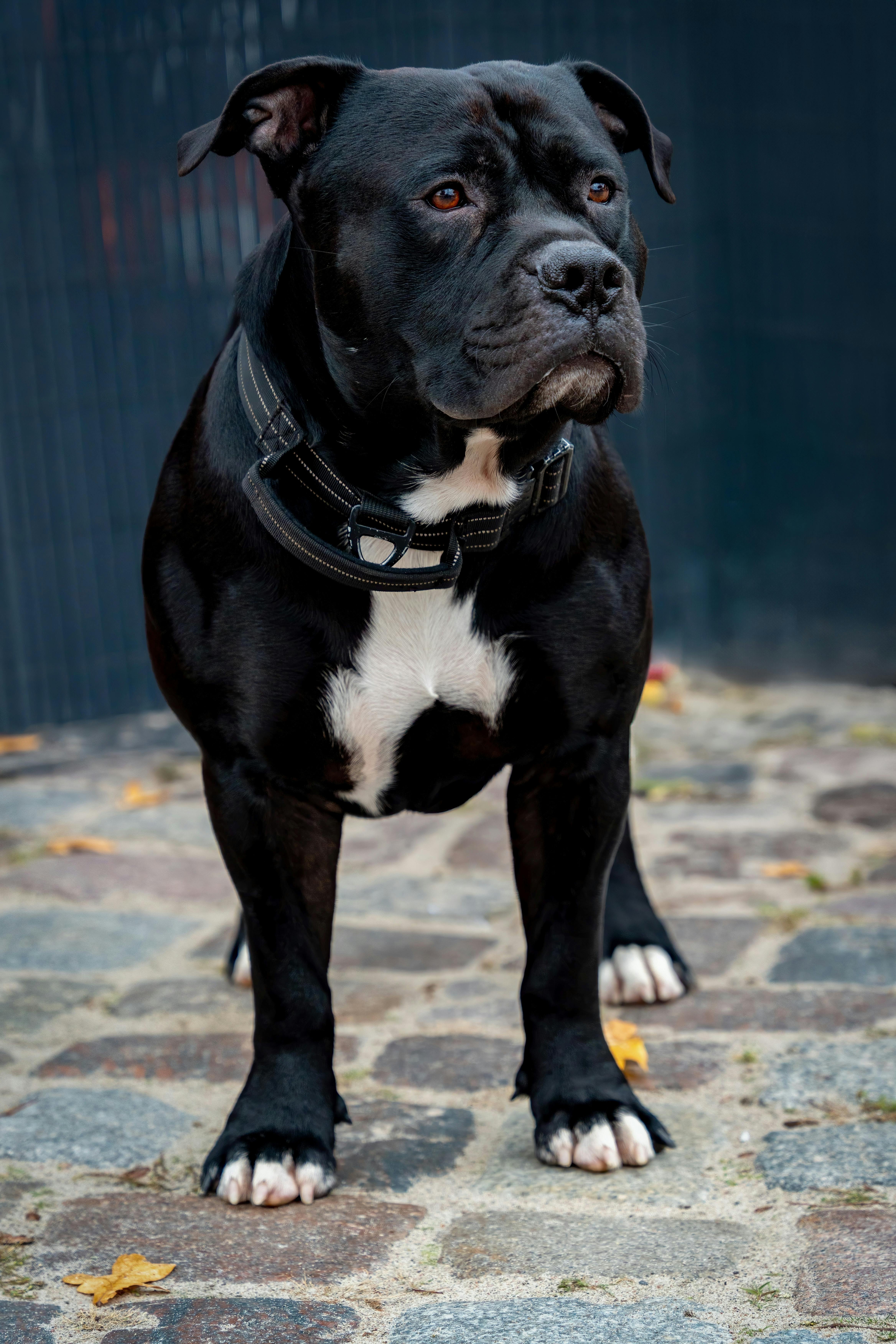 Strong Staffordshire Bull Terrier on Pavement · Free Stock Photo
