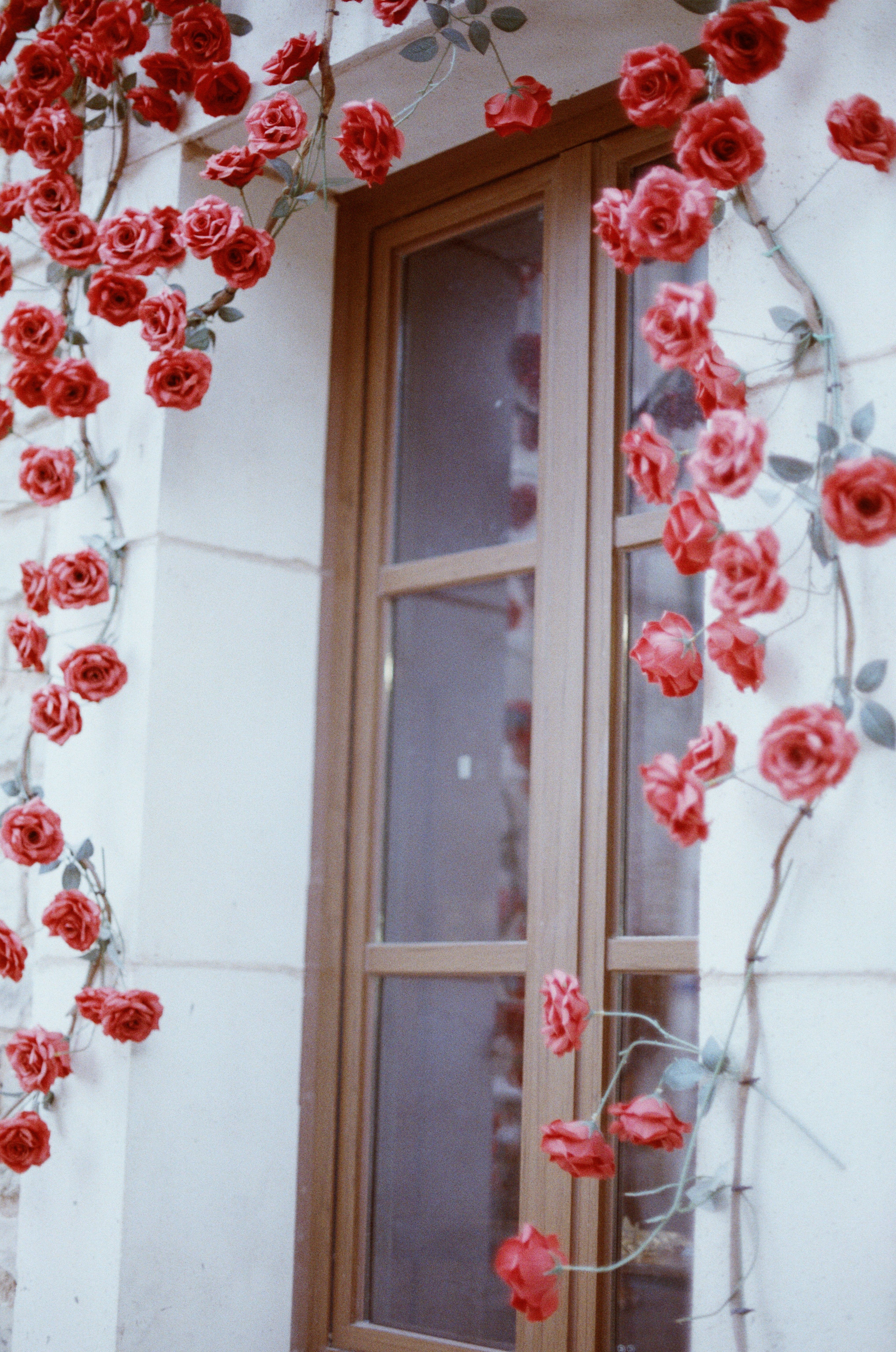 Charming Window with Vibrant Red Roses Vine · Free Stock Photo