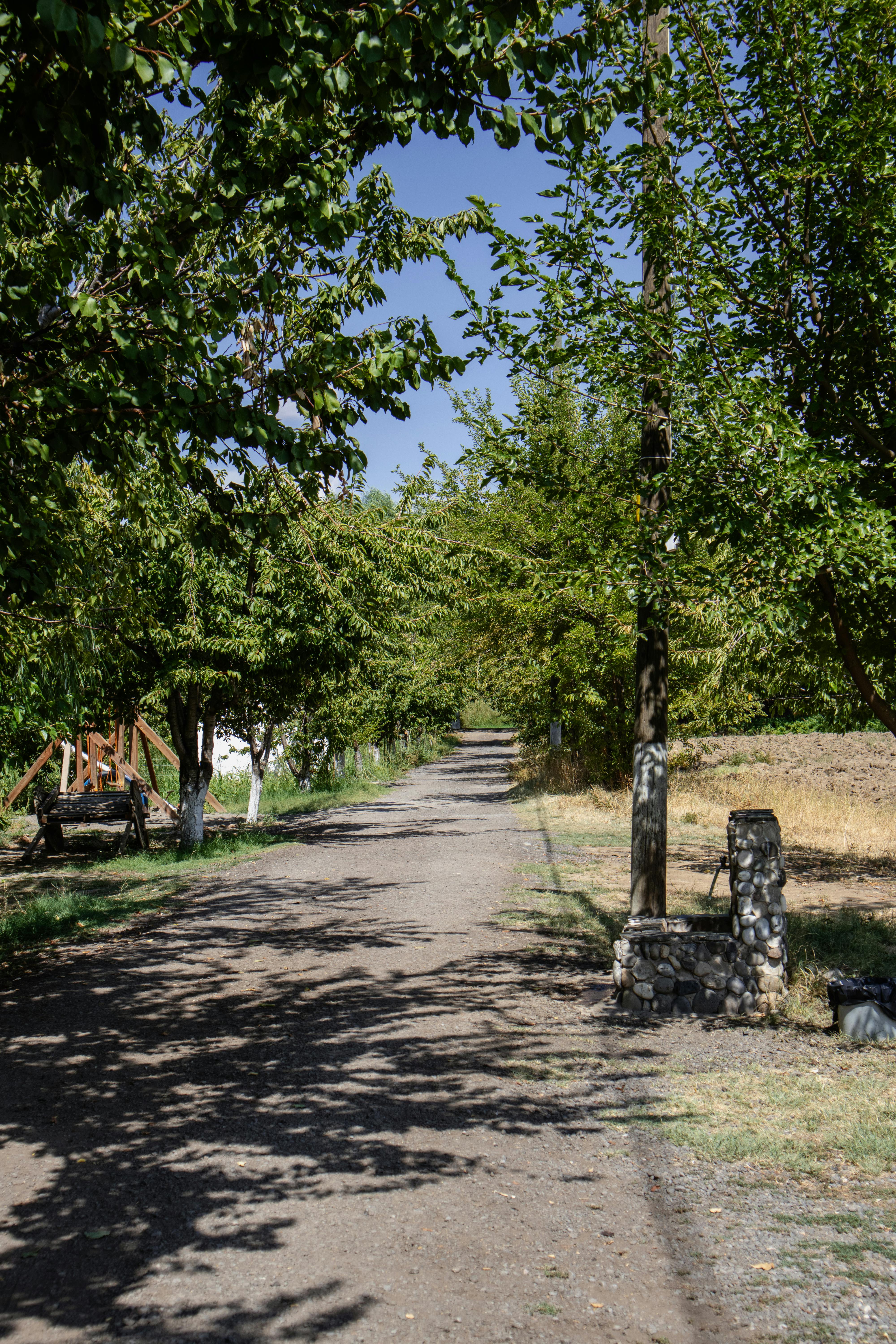 Sunny Tree-Lined Pathway in Bingöl, Türkiye · Free Stock Photo