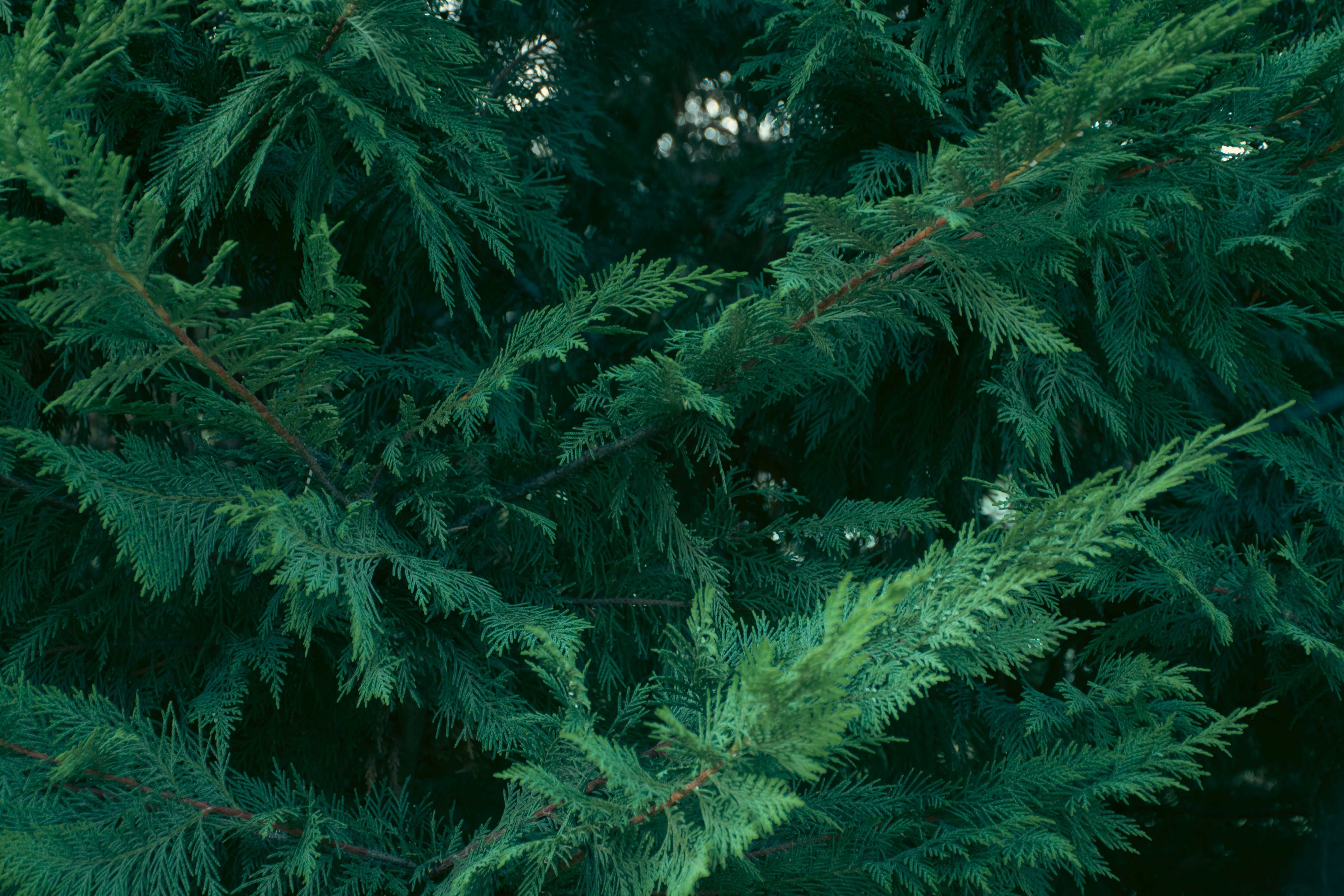 Dense Green Conifer Branches in Forest · Free Stock Photo