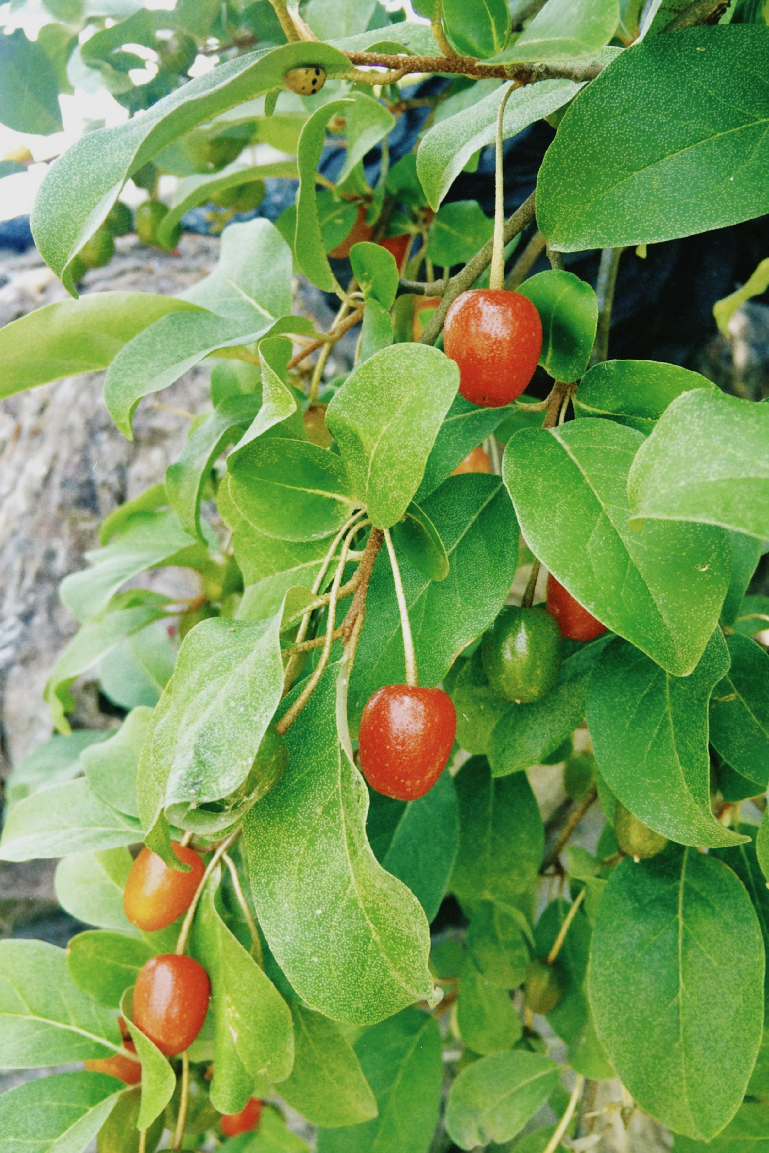 Oliver Berry Photos, Download The BEST Free Oliver Berry Stock Photos ...