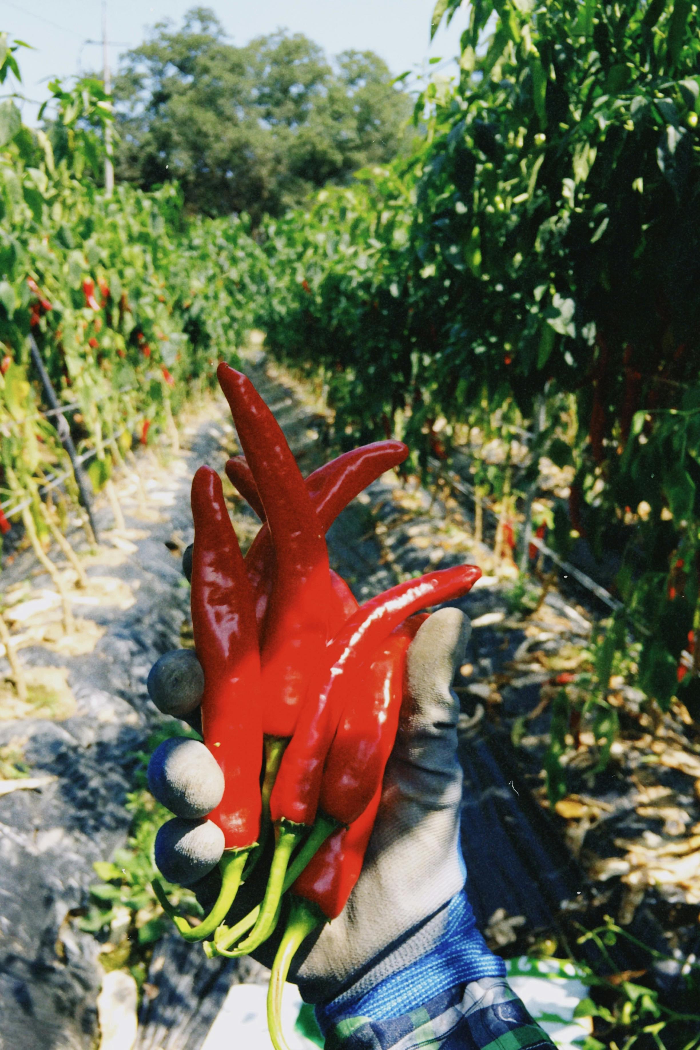 Cosecha De Chiles Rojos Frescos En Una Granja Coreana · Foto de stock ...