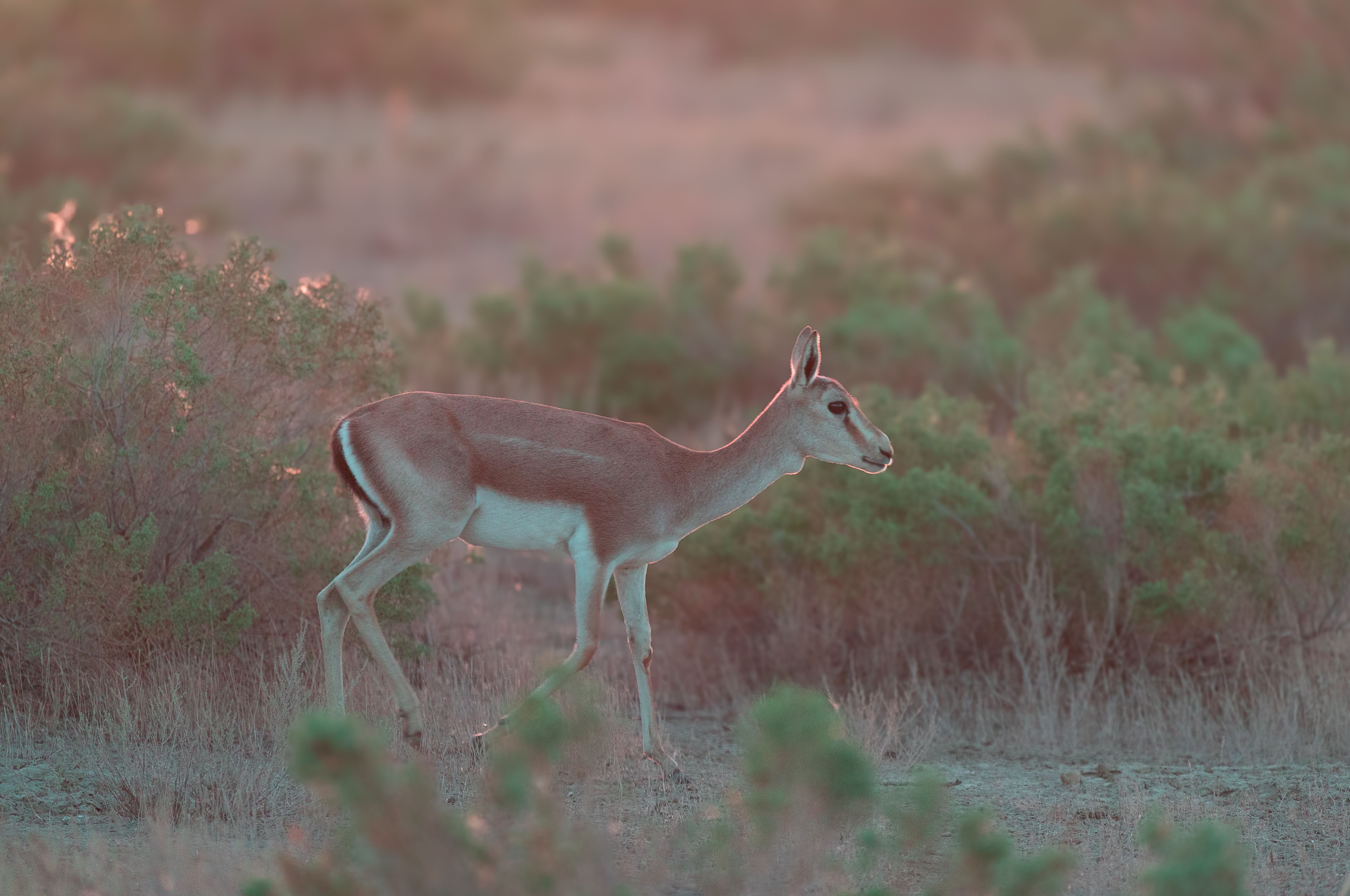 Graceful Gazelle in Natural Habitat at Sunset · Free Stock Photo