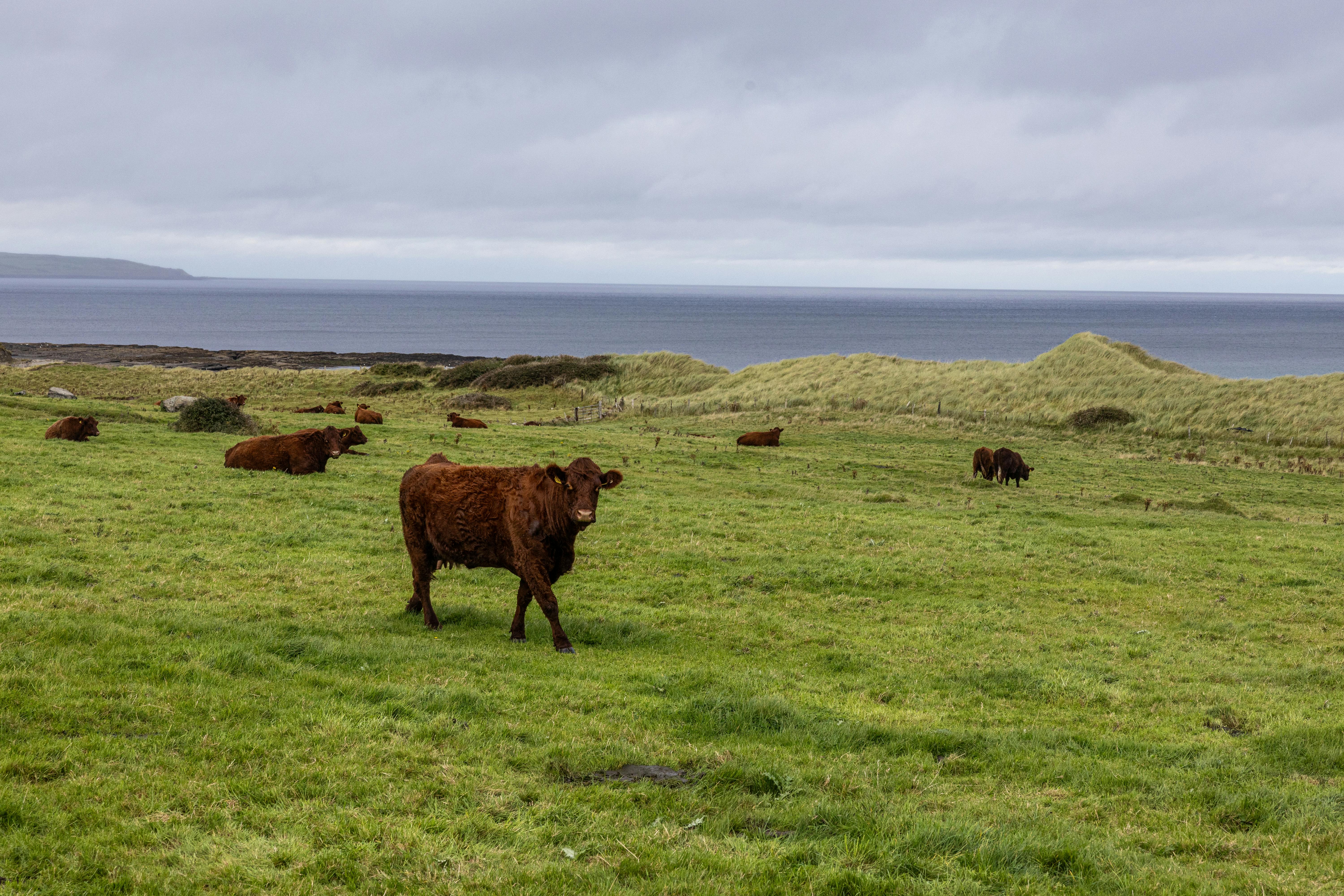Cattle Grazing on Irish Coastal Green Pasture · Free Stock Photo