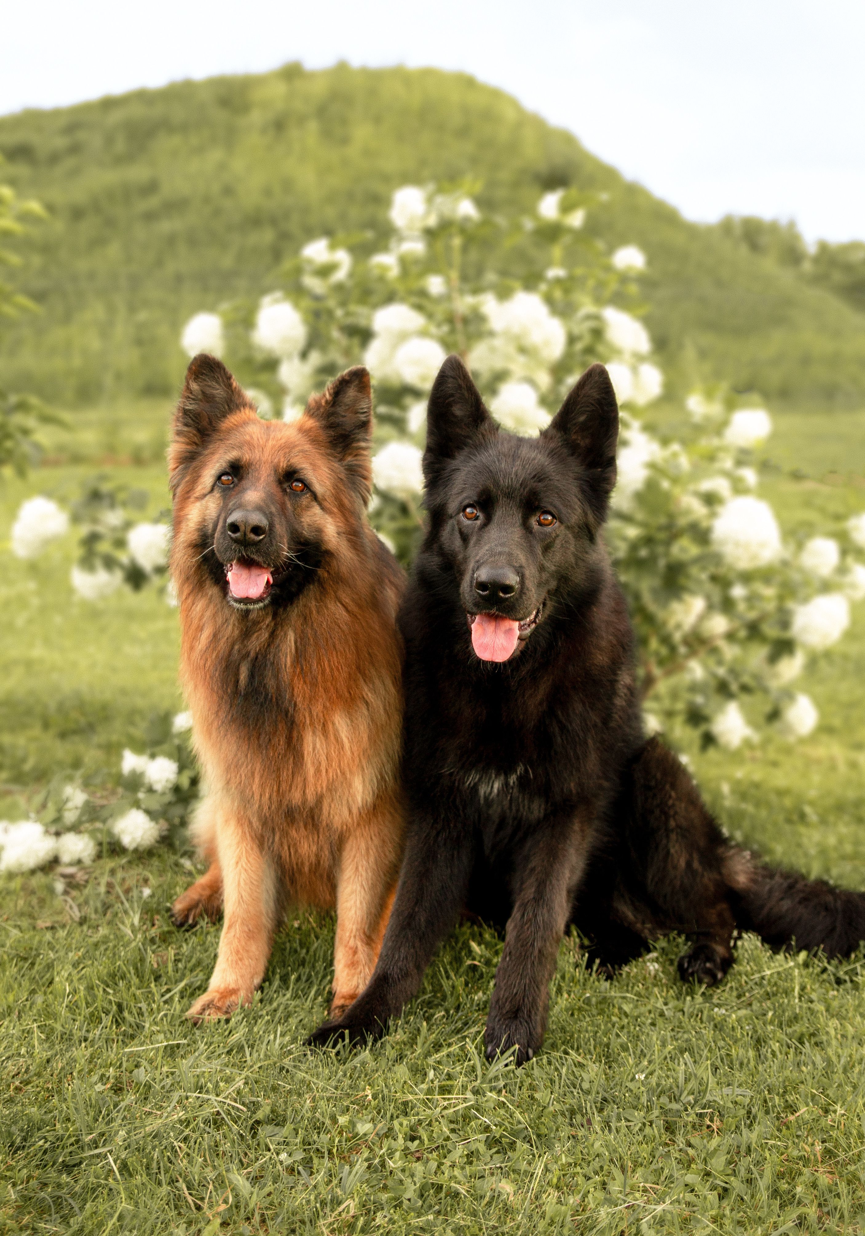 German Shepherd Dogs in Scenic Latvian Landscape · Free Stock Photo
