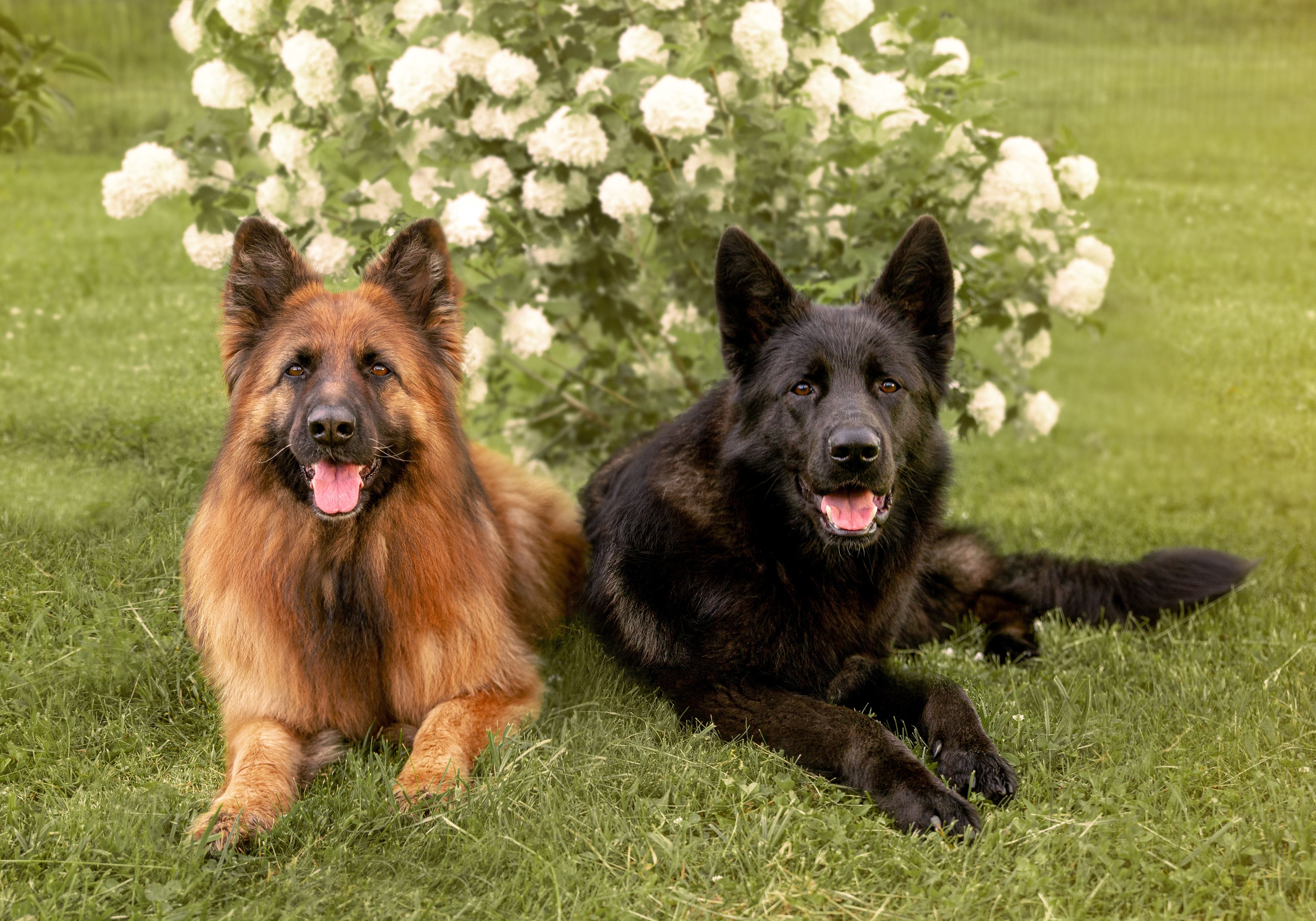 German Shepherd Dogs in Scenic Latvian Landscape · Free Stock Photo